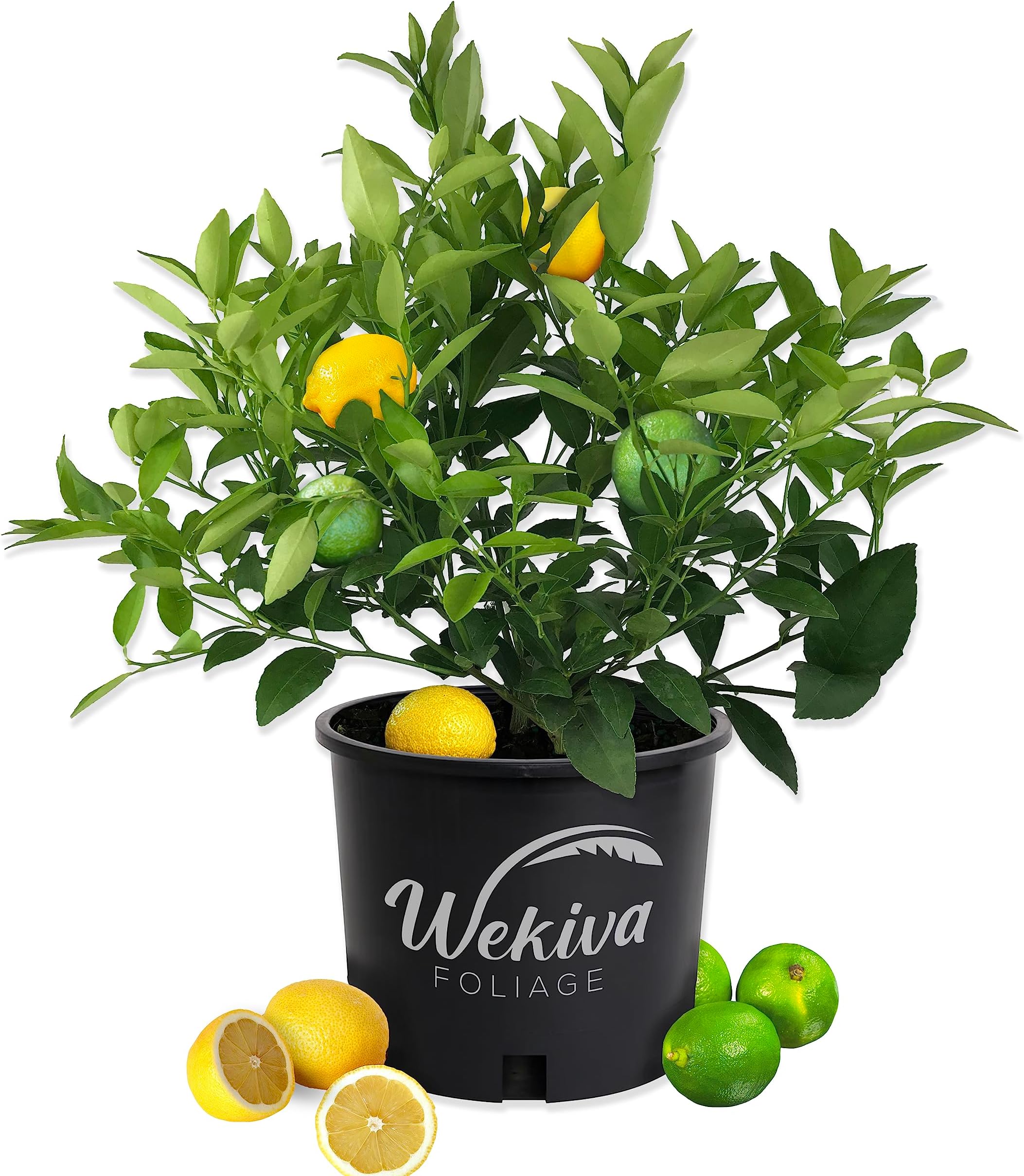 Amazon.com : Cocktail Tree - Lemon and Lime - Live Plant in a 1 Gallon ...