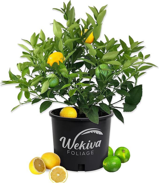 Amazon.com : Cocktail Tree - Lemon and Lime - Live Plant in a 1 Gallon ...