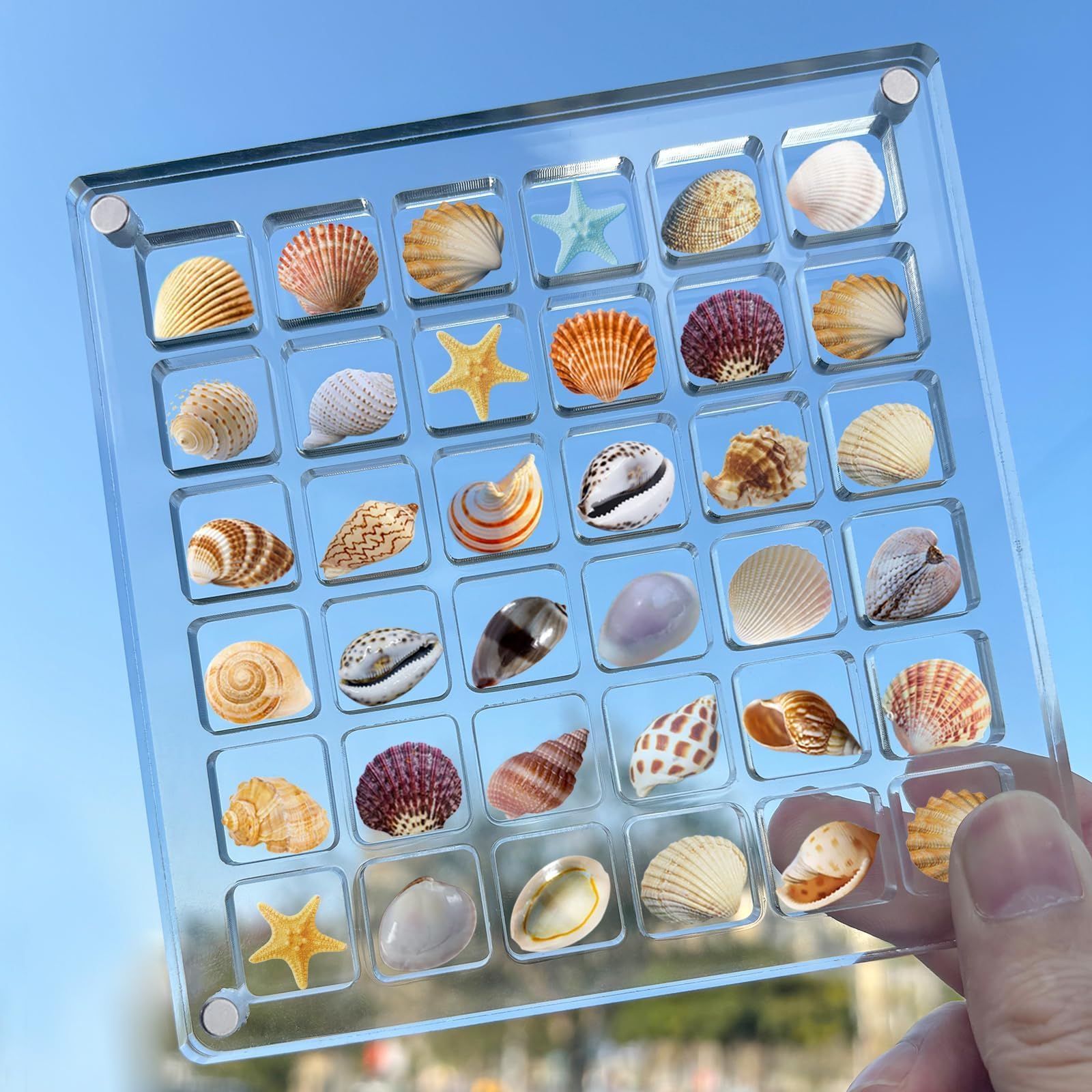 Amazon.com: Acrylic Magnetic Seashell Display Box, Grids Clear Acrylic ...