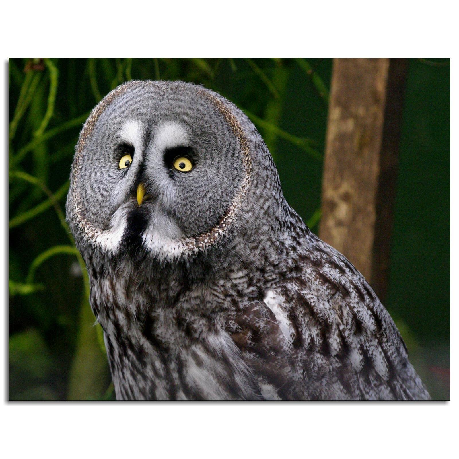 Great Grey Owl Size