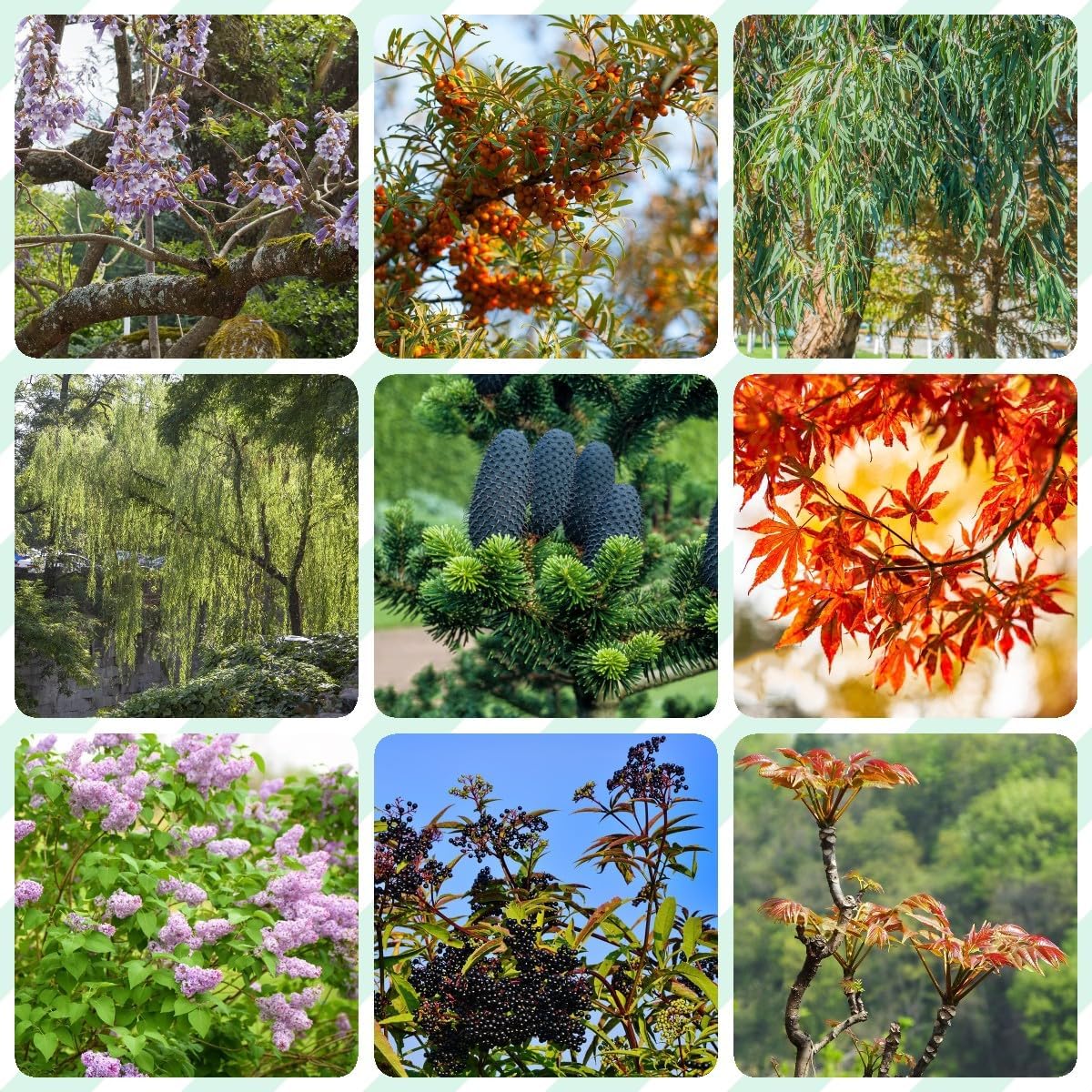 800 Pcs Baumsamen Set, Winterharte Balkonpflanzen Bonsai Samen Set ...