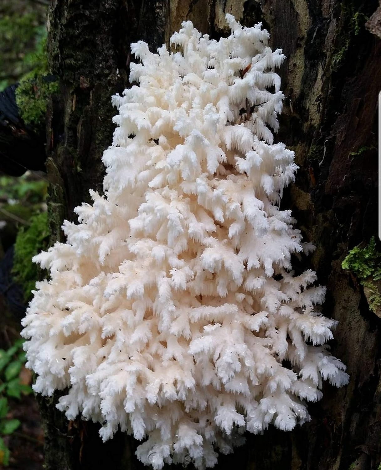 Amazon.com : 100 Bears Head Tooth Mushroom Spawn Plugs to Grow Gourmet ...