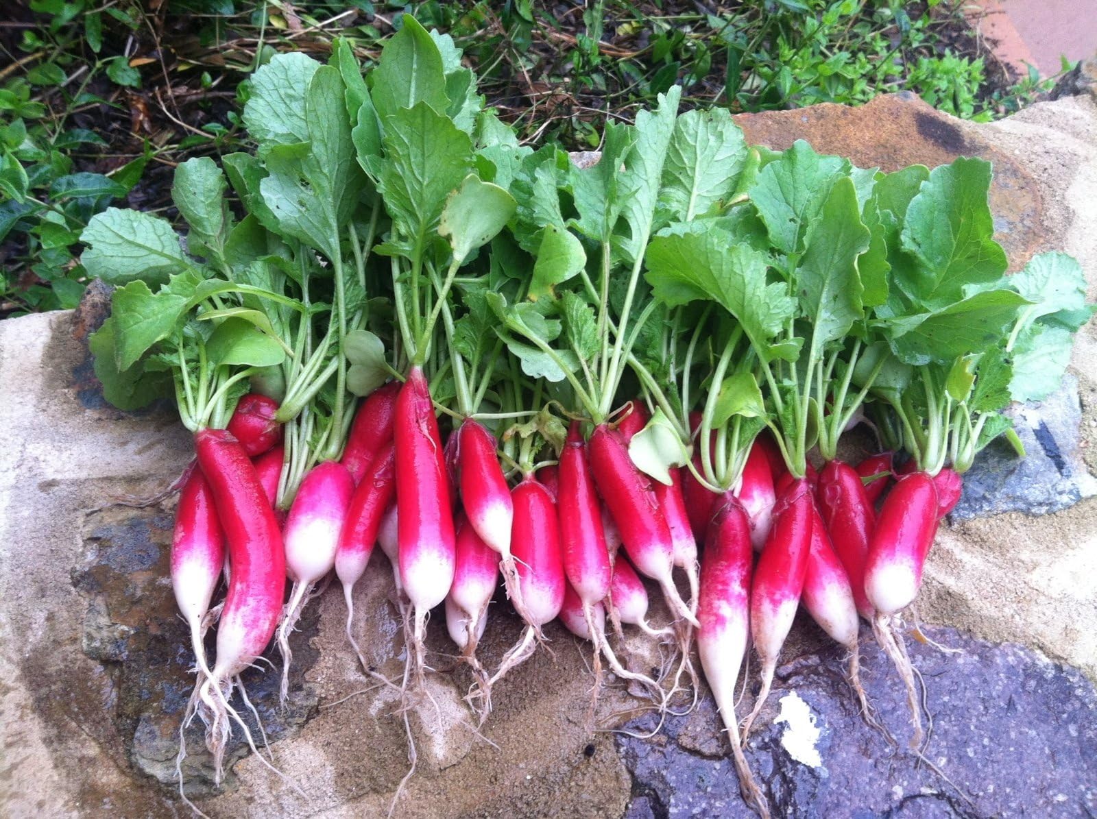 Amazon.com : 300 Champion Radish Seeds Heirloom Non GMO Garden ...