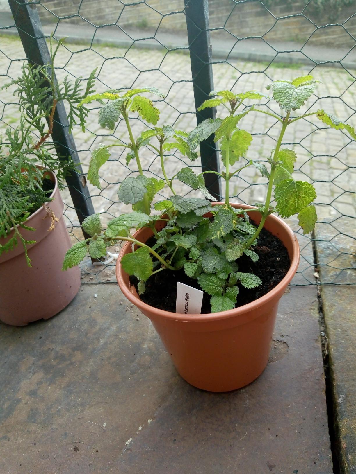 Variegated Lemon Balm Aromatic herb Plant Loved by Bees and Butterflies ...