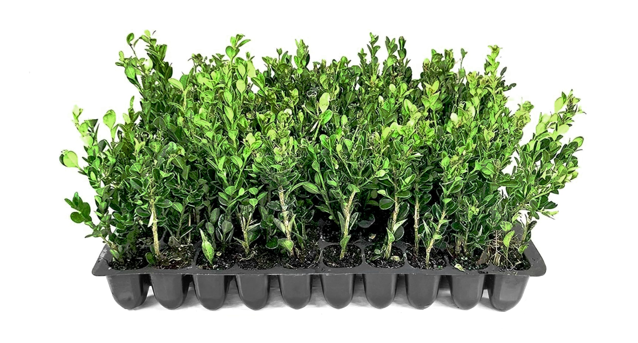 Winter Gem Korean Boxwood 3 Live Plants Buxus Microphylla Japonica ...