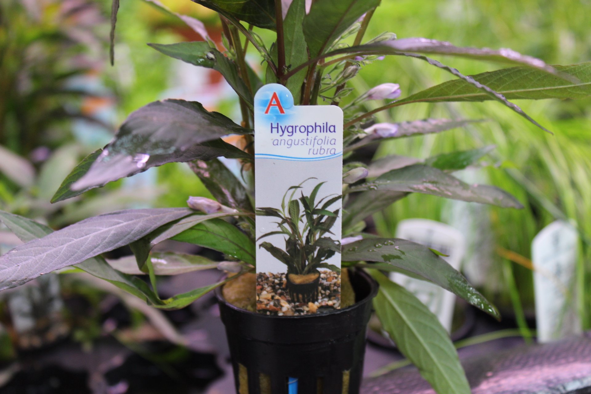 Hygrophila Angustifolia Zoomeister 1 Bund Schmalblättriger
