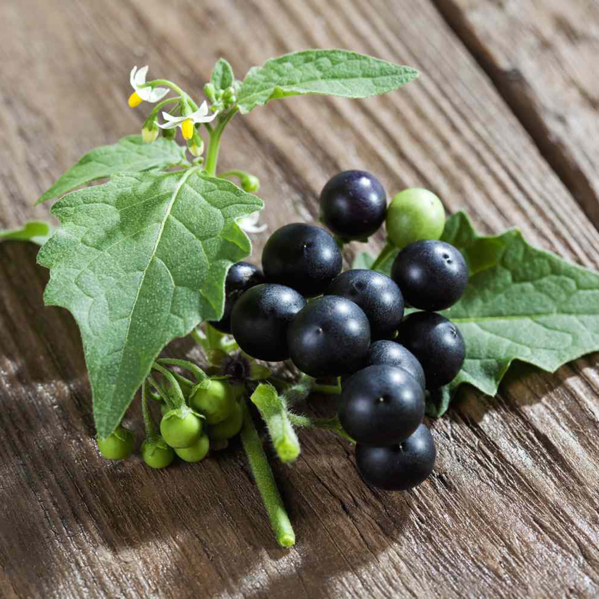 Nightshade Berries