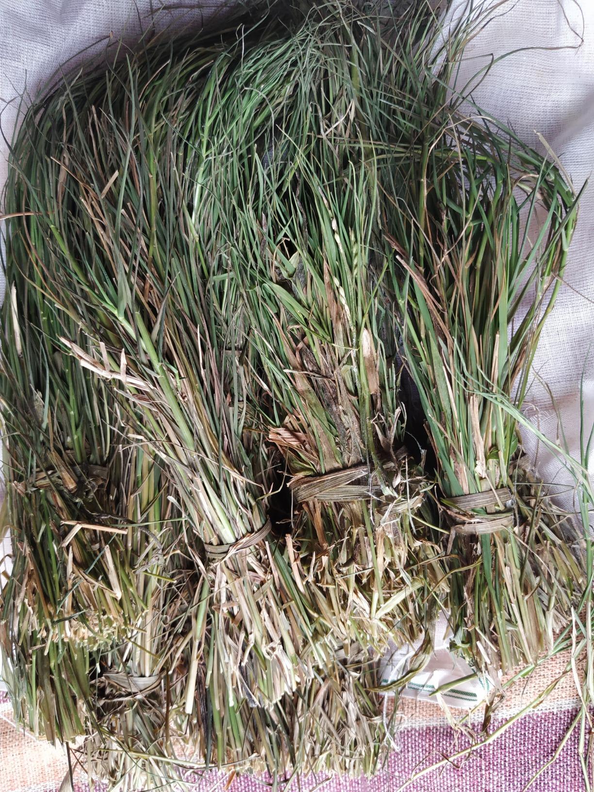 Urancia® Doob ghaas durva Bahama grass Indian couch Cynodon dactylon ...