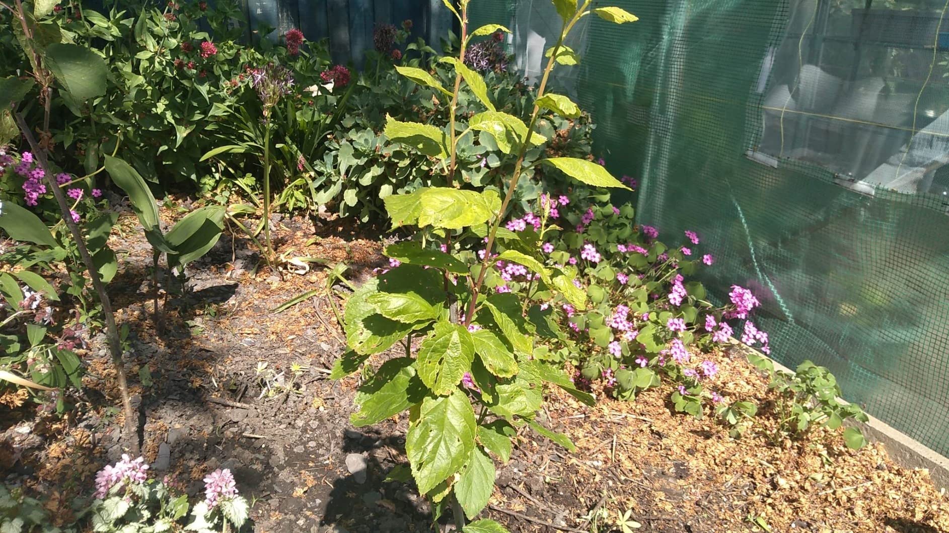 Suttons Potted Mini Fruit Tree Collection Ideal for Patios and Smaller ...