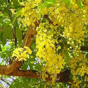 Amazon.com : CHUXAY GARDEN 10 Seeds Cassia Fistula Seed Golden Shower Tree Deciduous Landscape ...