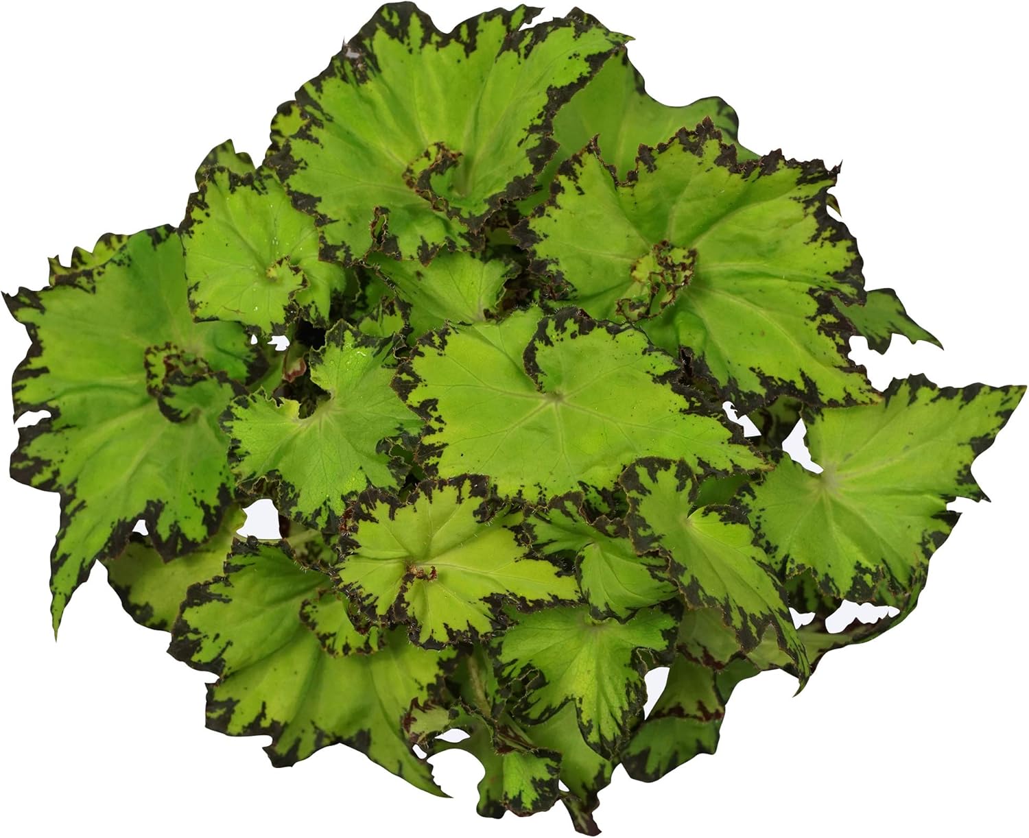 Begonia rex Jive | Bright Vibrant 20-30cm Potted Houseplant Online ...