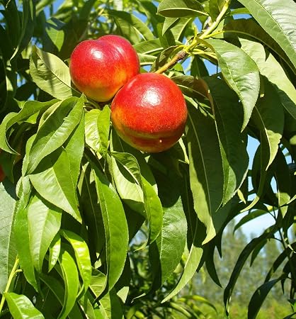 Amazon.com : Red Gold Nectarine Tree - 2 Years Old : Patio, Lawn & Garden