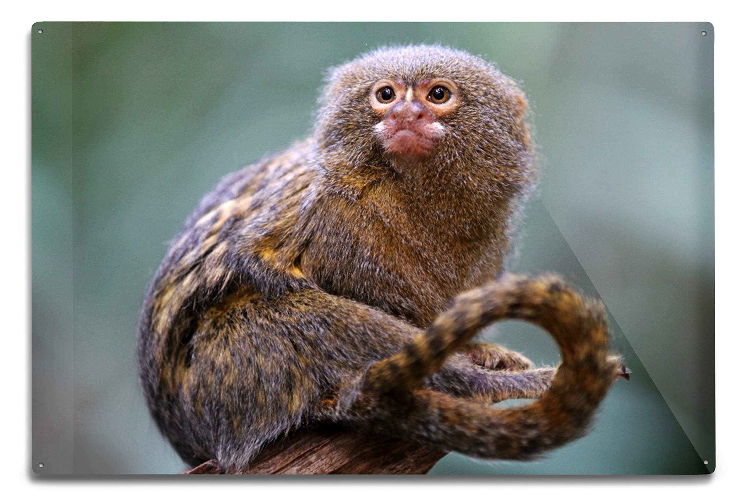 Common Marmoset Monkey
