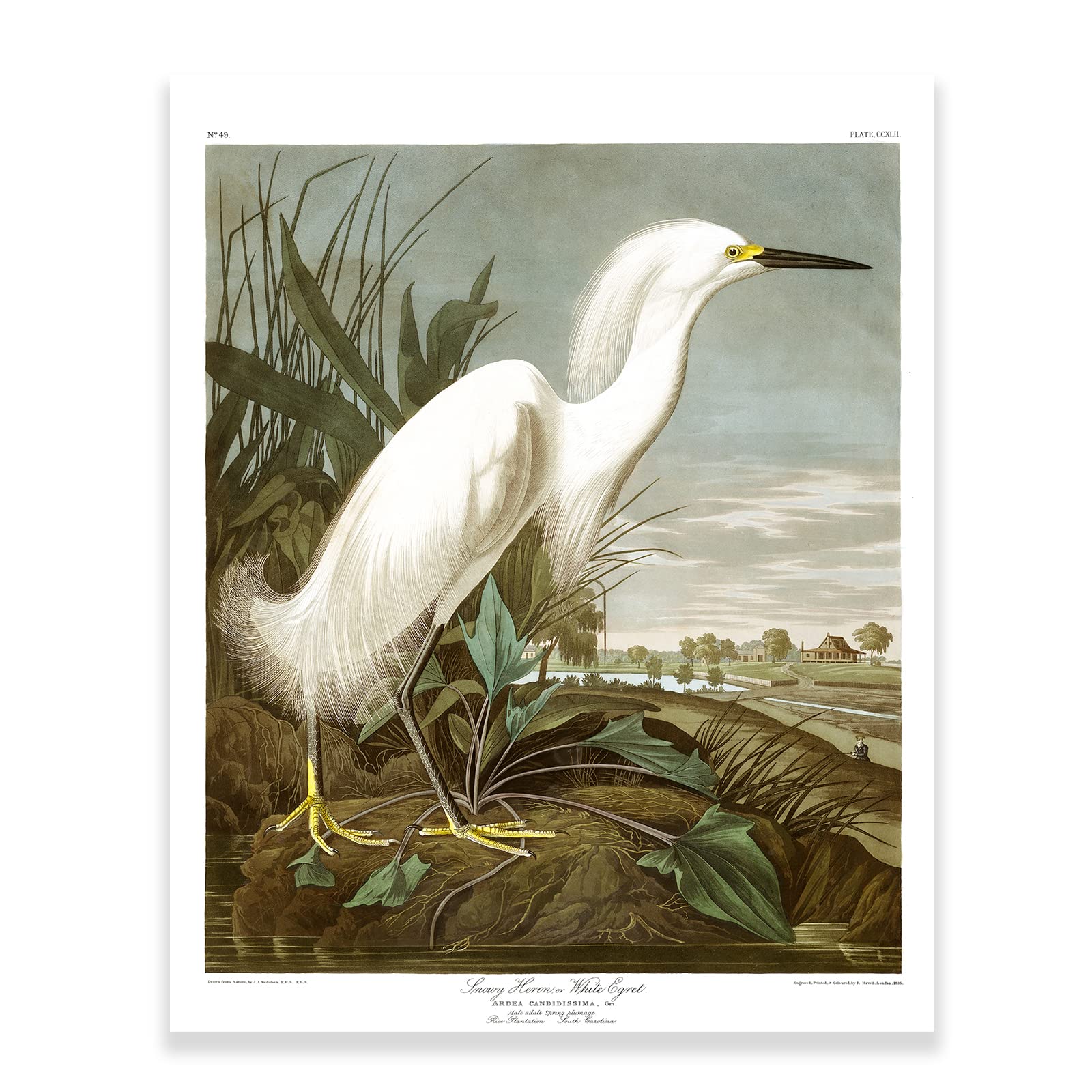 Amazon.com: KWAY John James Audubon Canvas Prints - Snowy Heron Poster ...