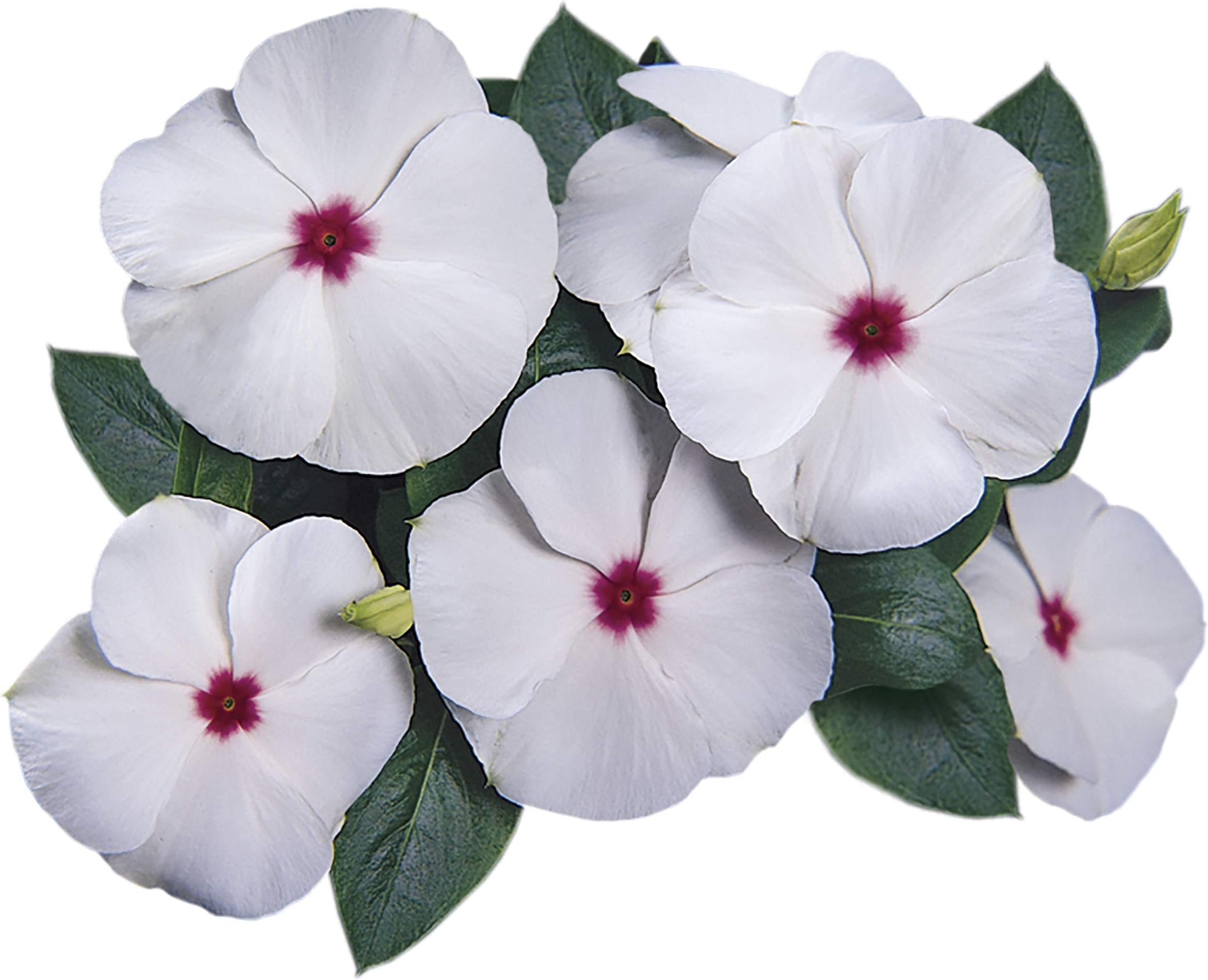 Amazon.com : Pink Rosy Periwinkle Seeds Perennial Easy to Care Ground ...