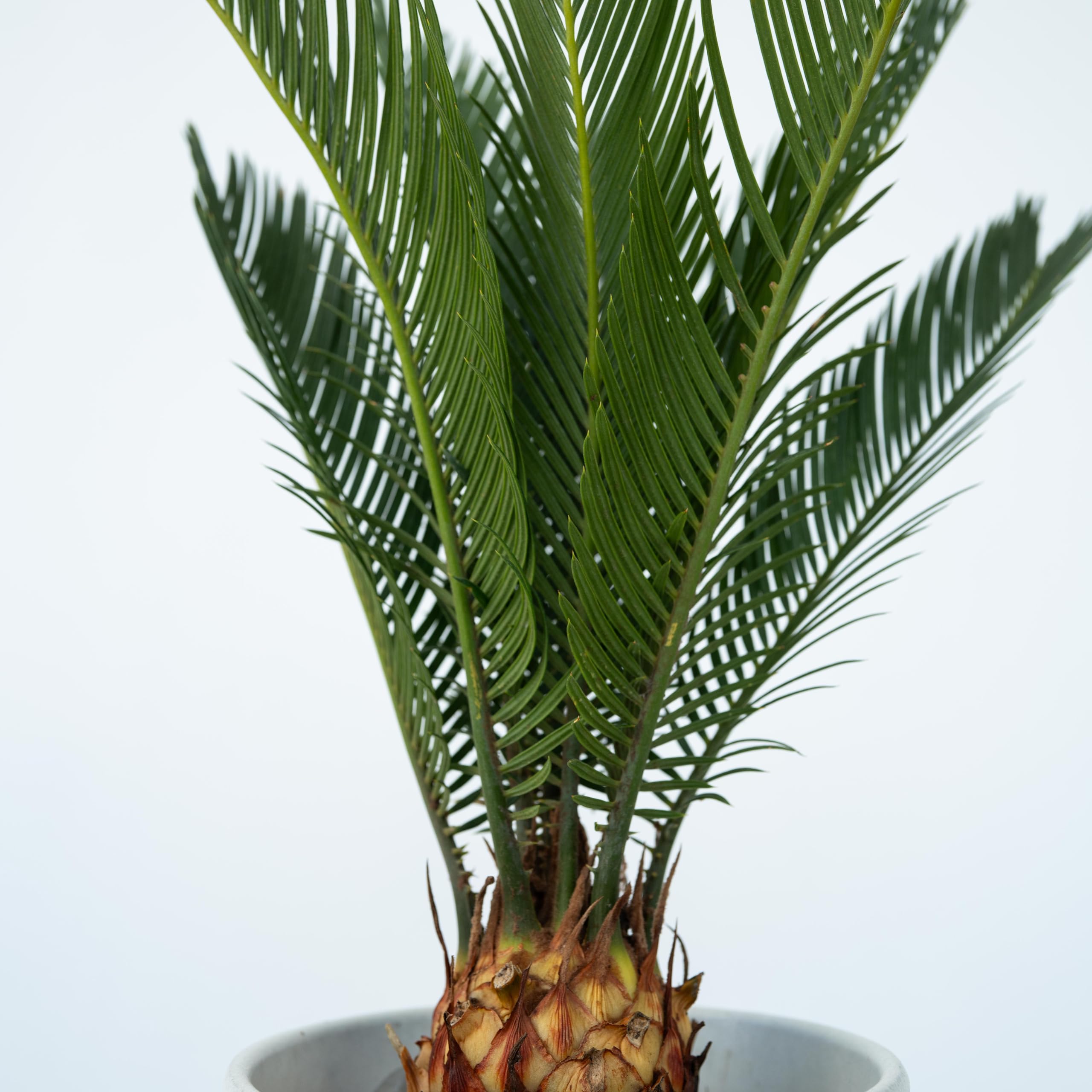Sago Palm Fruit Sago Palm Cycas Revoluta 5 Seeds – R&B Floridaseeds