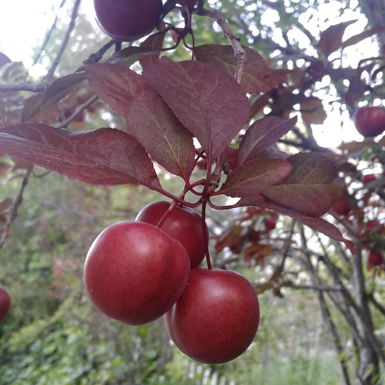 Amazon.com: QAUZUY GARDEN 5 Purple Leaf Prunus Cerasifera Seeds ...