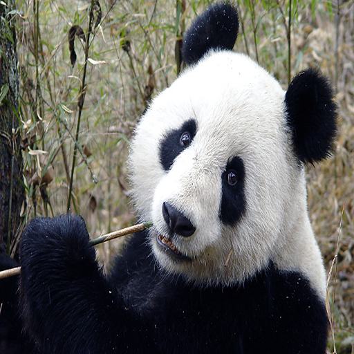 Giant Panda - China's National Symbol in Sounds - App on Amazon Appstore