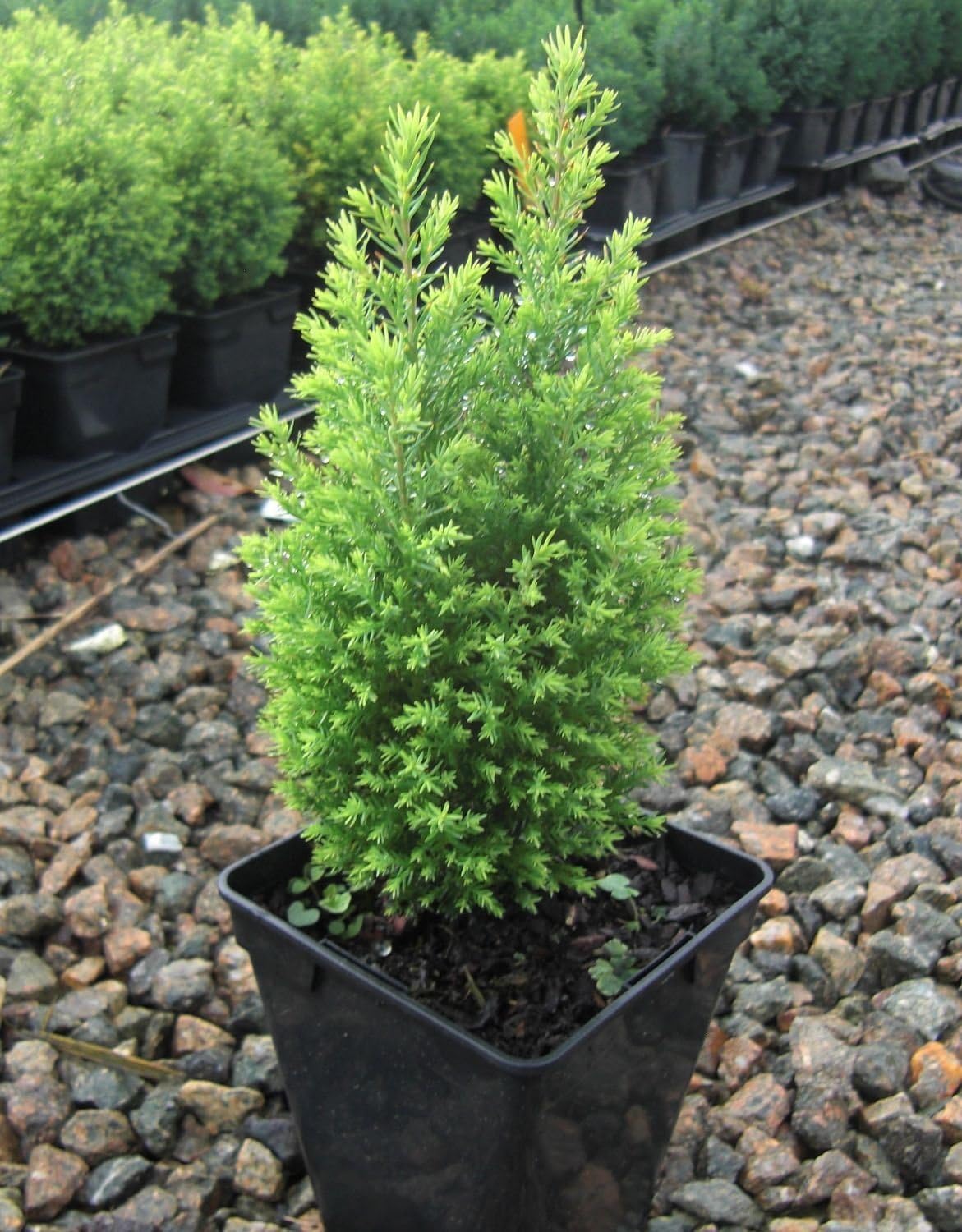 Pinus Nigra Nigra/Austrian Pine/Black Pine Tree 20-30cm Tall in 9cm Pot ...