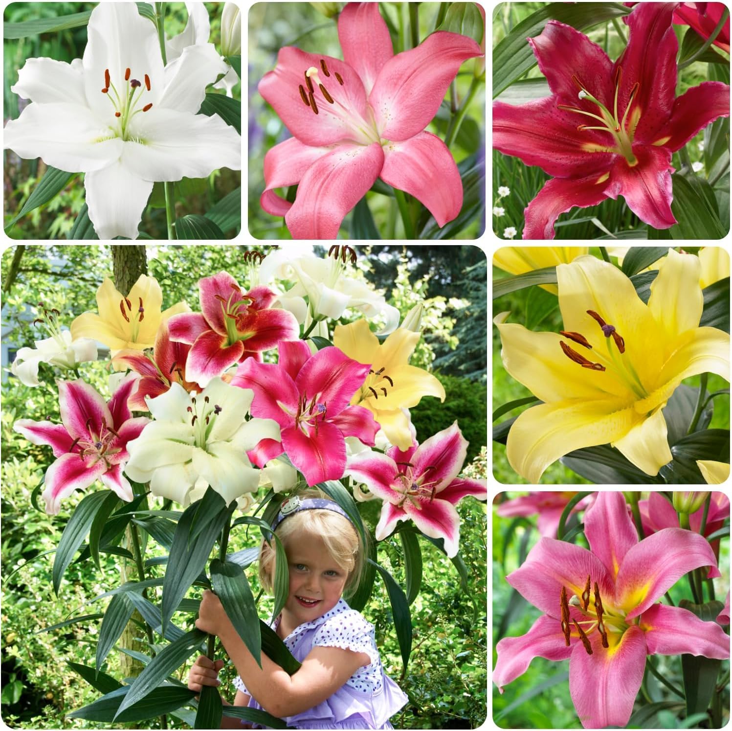 Giant Lily Bulbs Grow Breathtaking Tree Lilies