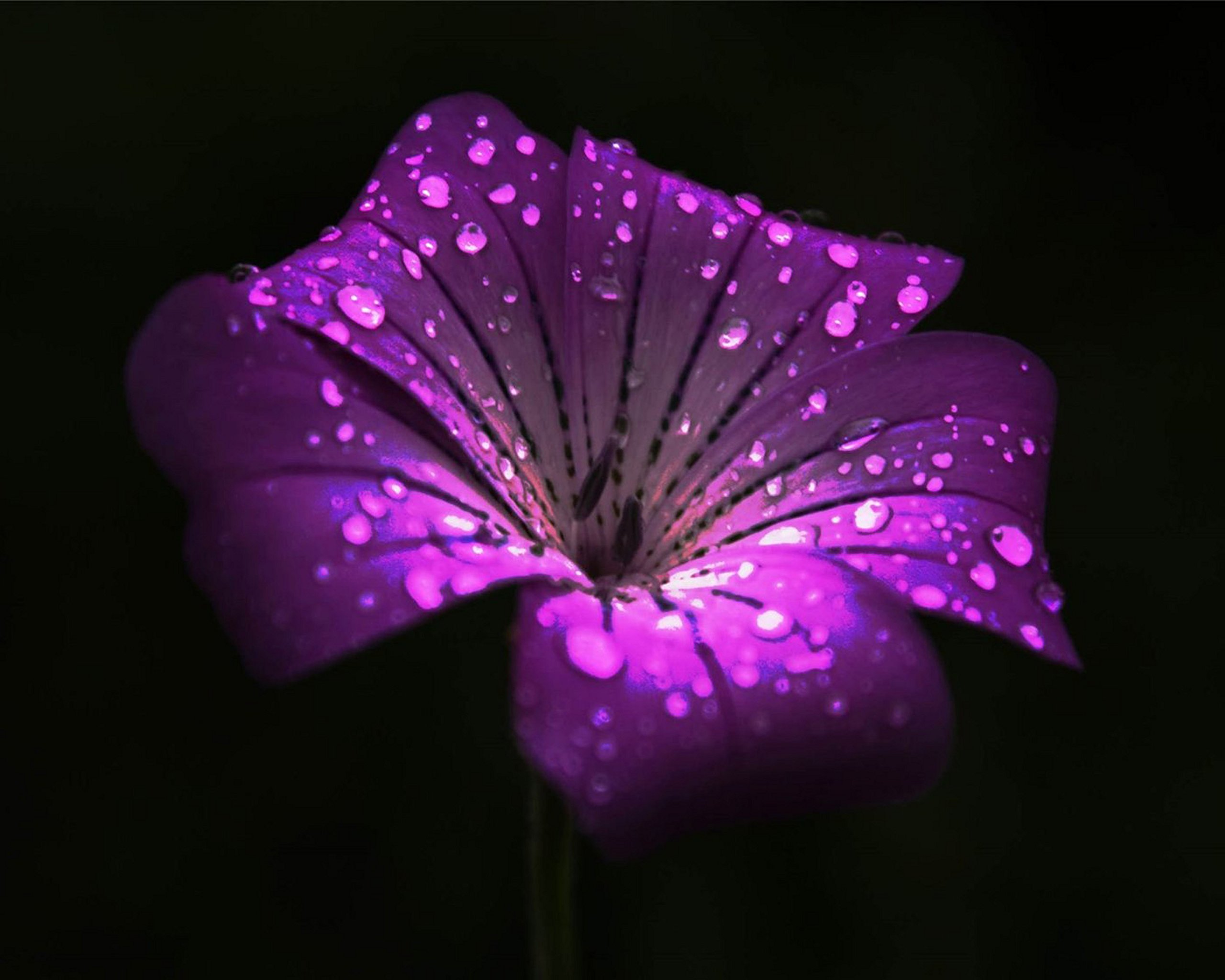 Water Drop In Flower Photography