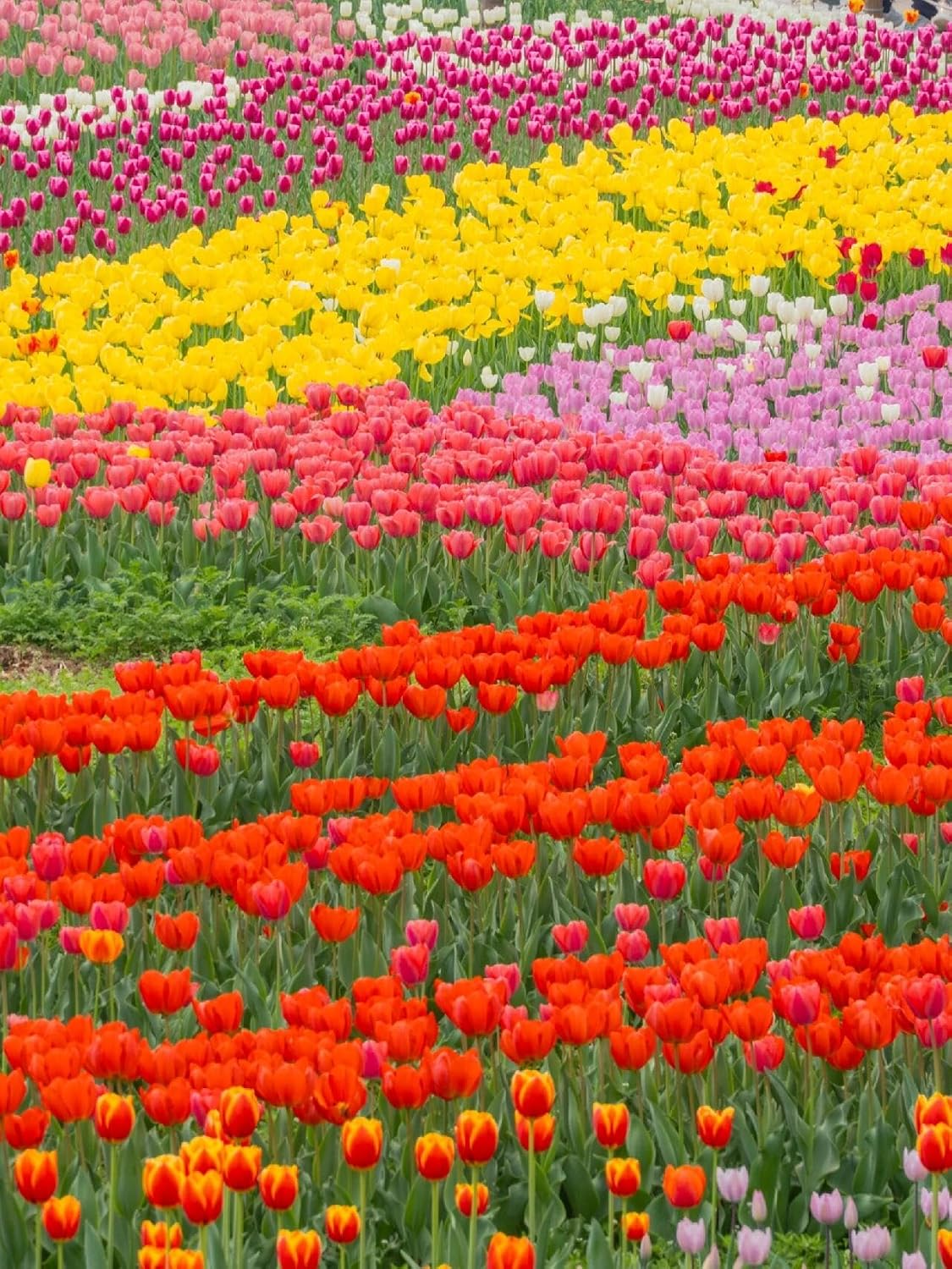 PlantParadise Small Tulip Bulbs-Tulip Bulbs Planting for Beginners ...