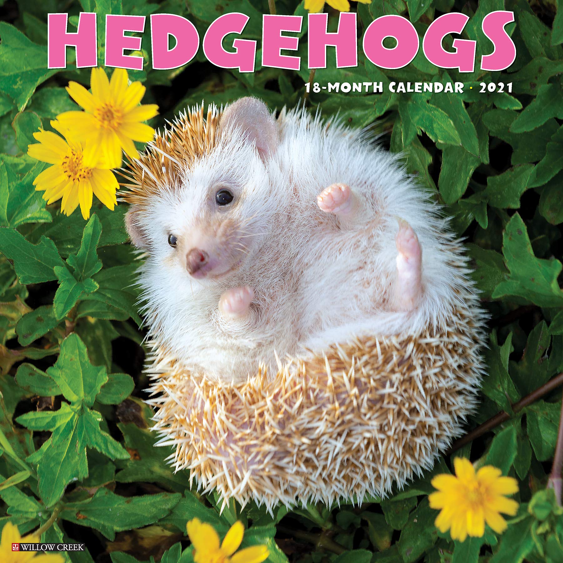 Hedgehogs 2021 Wall Calendar: Willow Creek Press: 9781549212062: Amazon ...