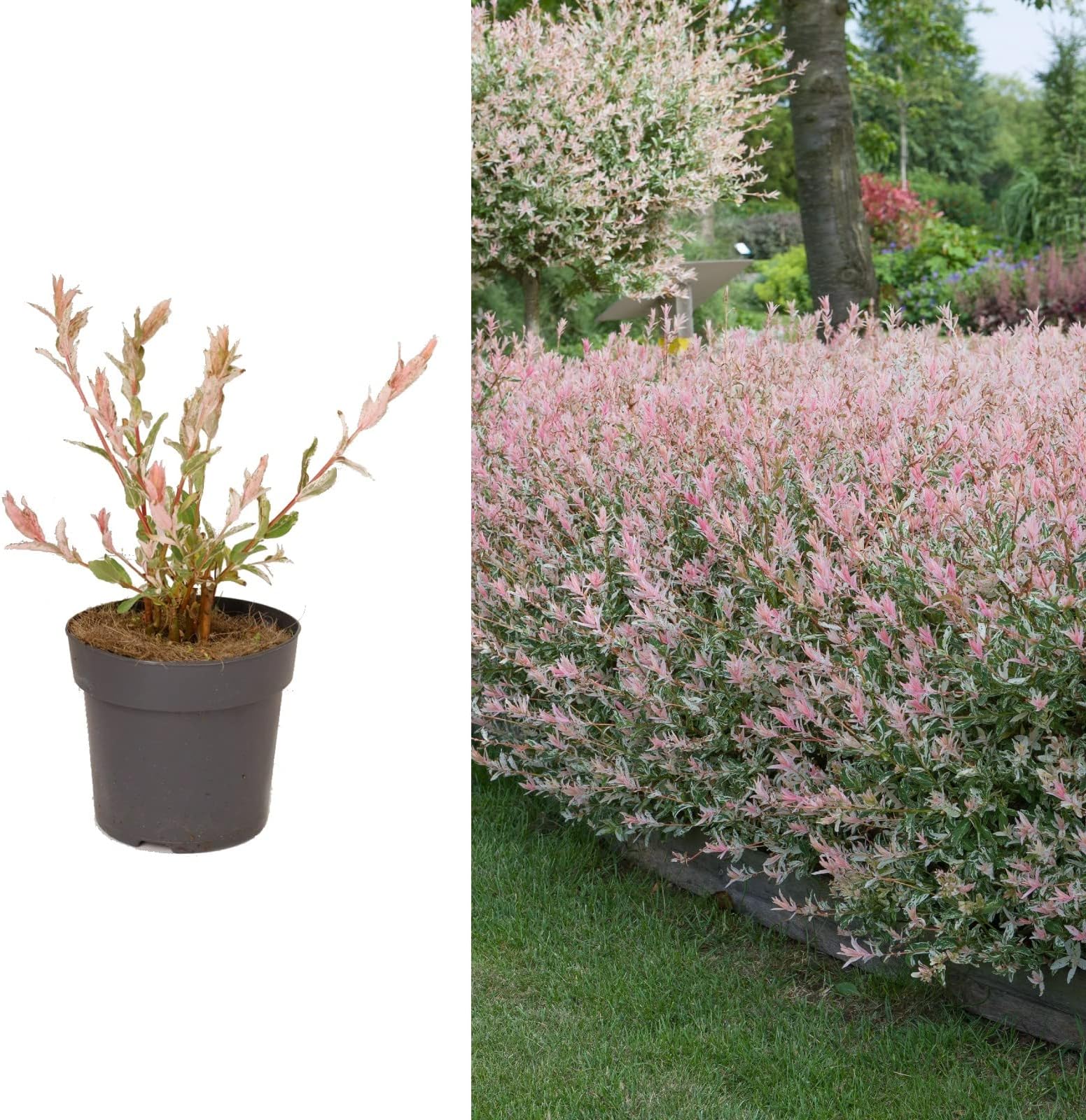 Salix Hakuro Nishiki Flamingo Tree in a 9cm Pot - Amazing Foliage ...