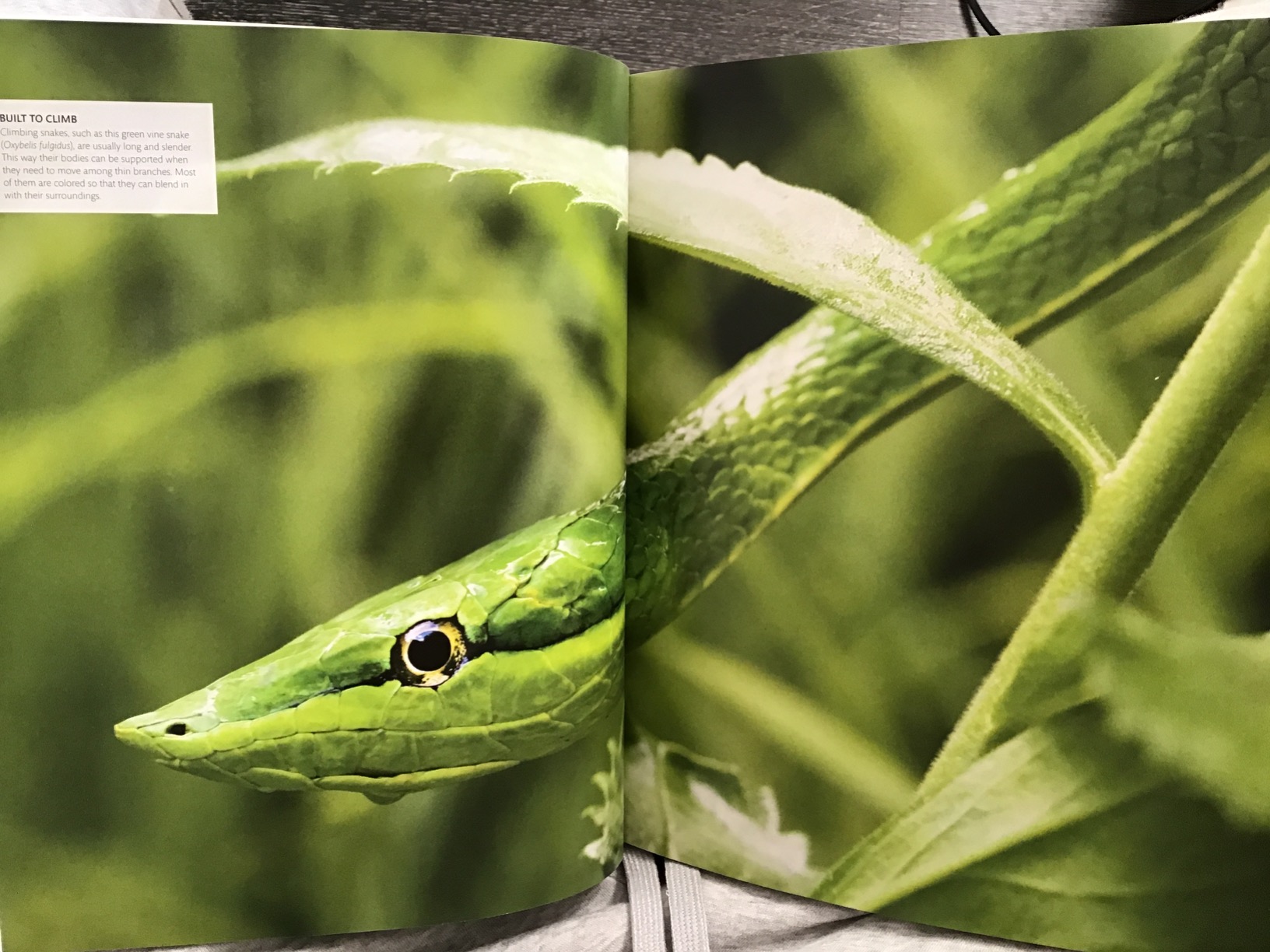 The Snake Book: DK Publishing: 9780789415264: Amazon.com: Books