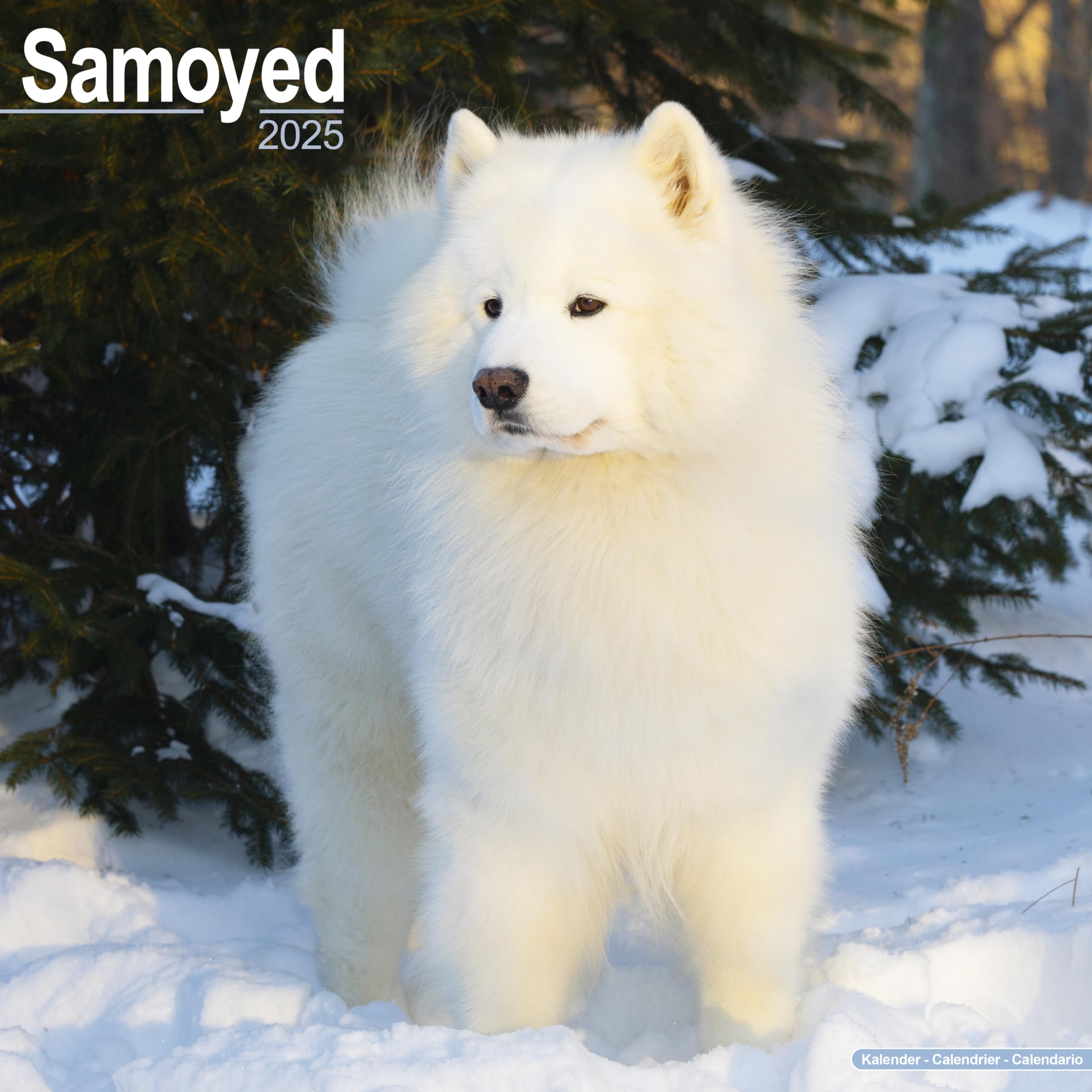 Buy Samoyed 2025 Square Wall | Dog Breed Online at desertcartINDIA
