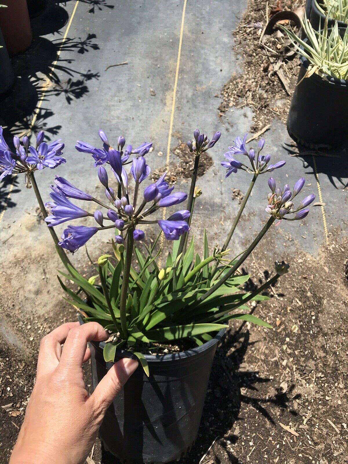 Agapanthus Baby Pete