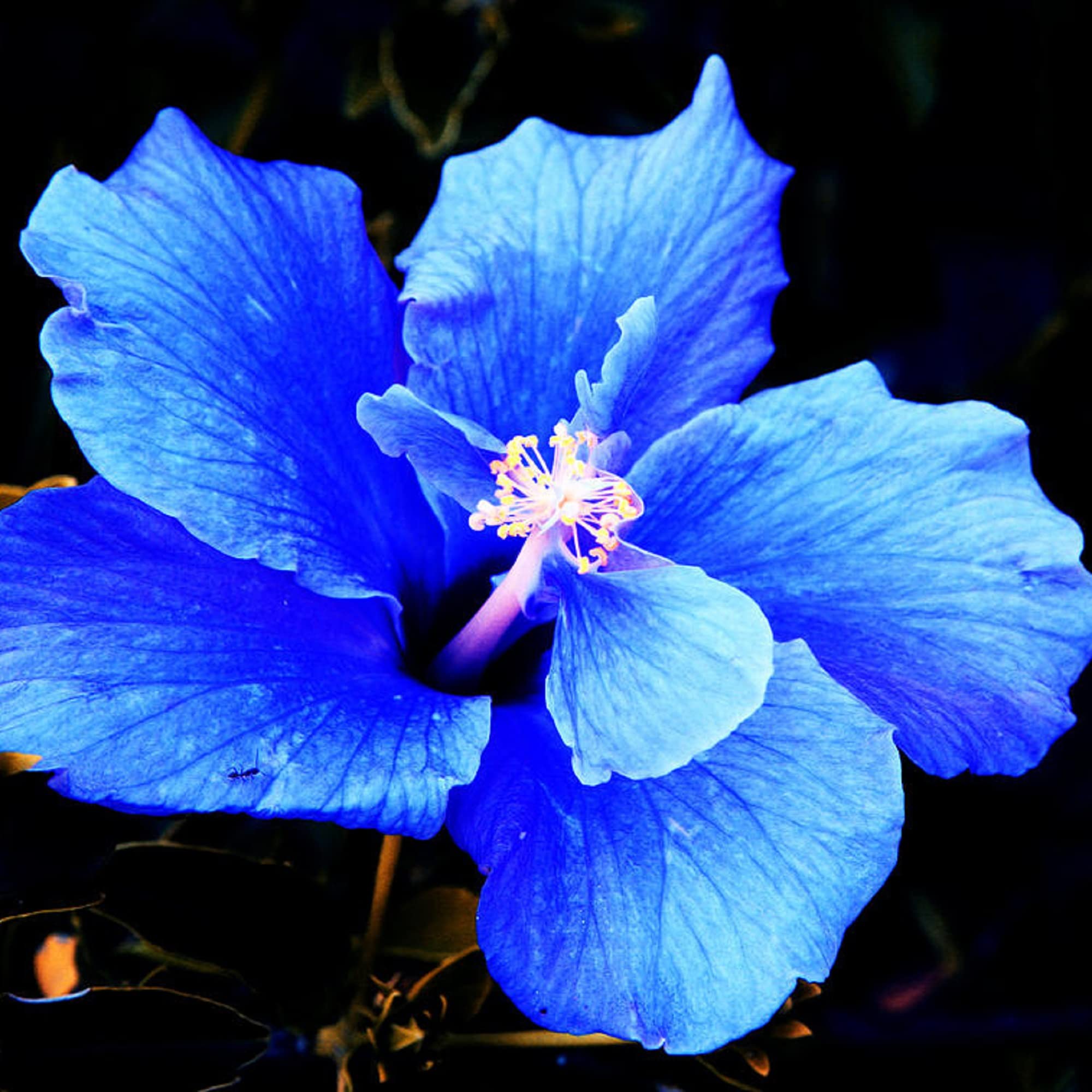 Big Blue Flowers Some Beautiful Blues – Higgledy Garden