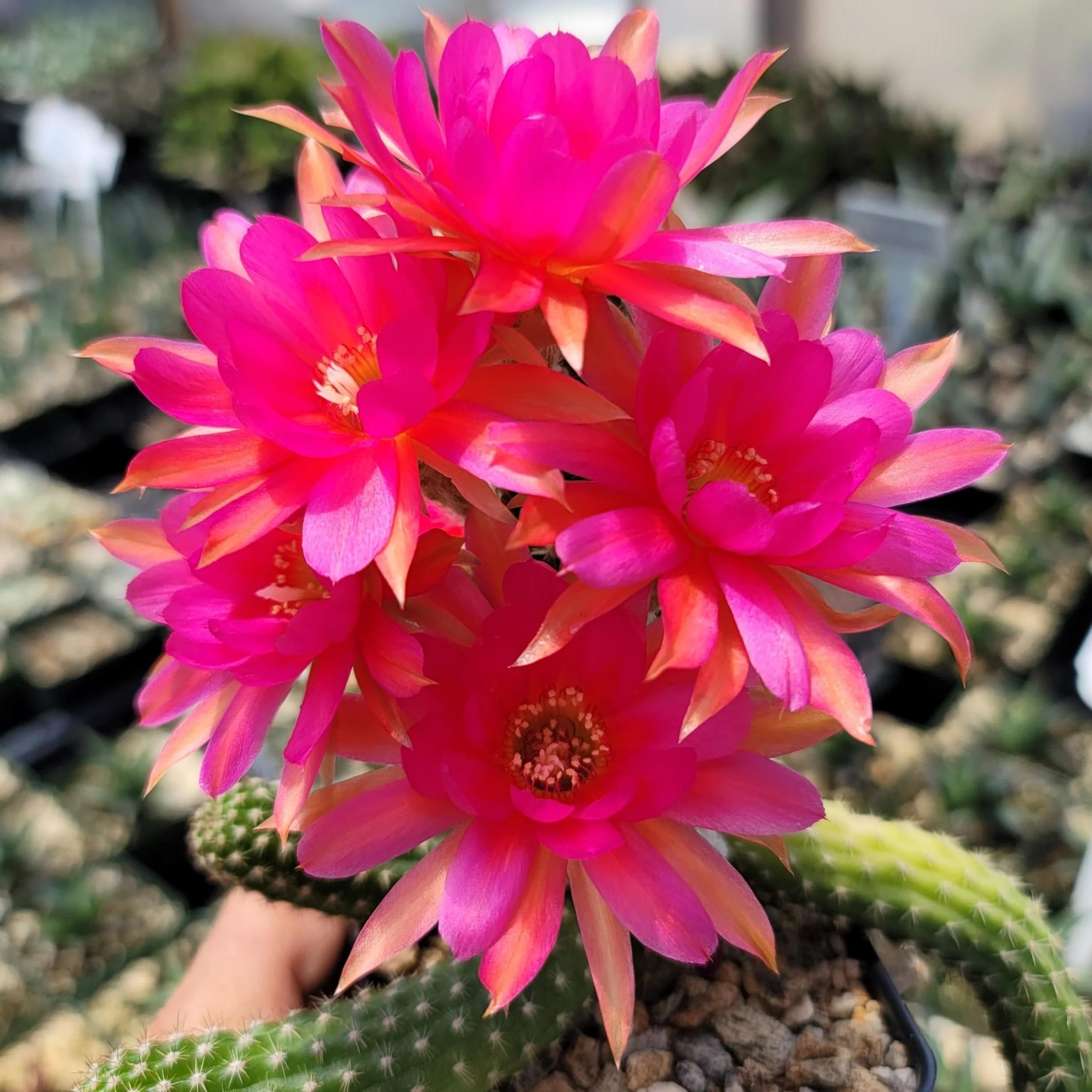 Amazon.com : Live Cactus Plants for Home Decoration(2"Pot Echinopsis ...