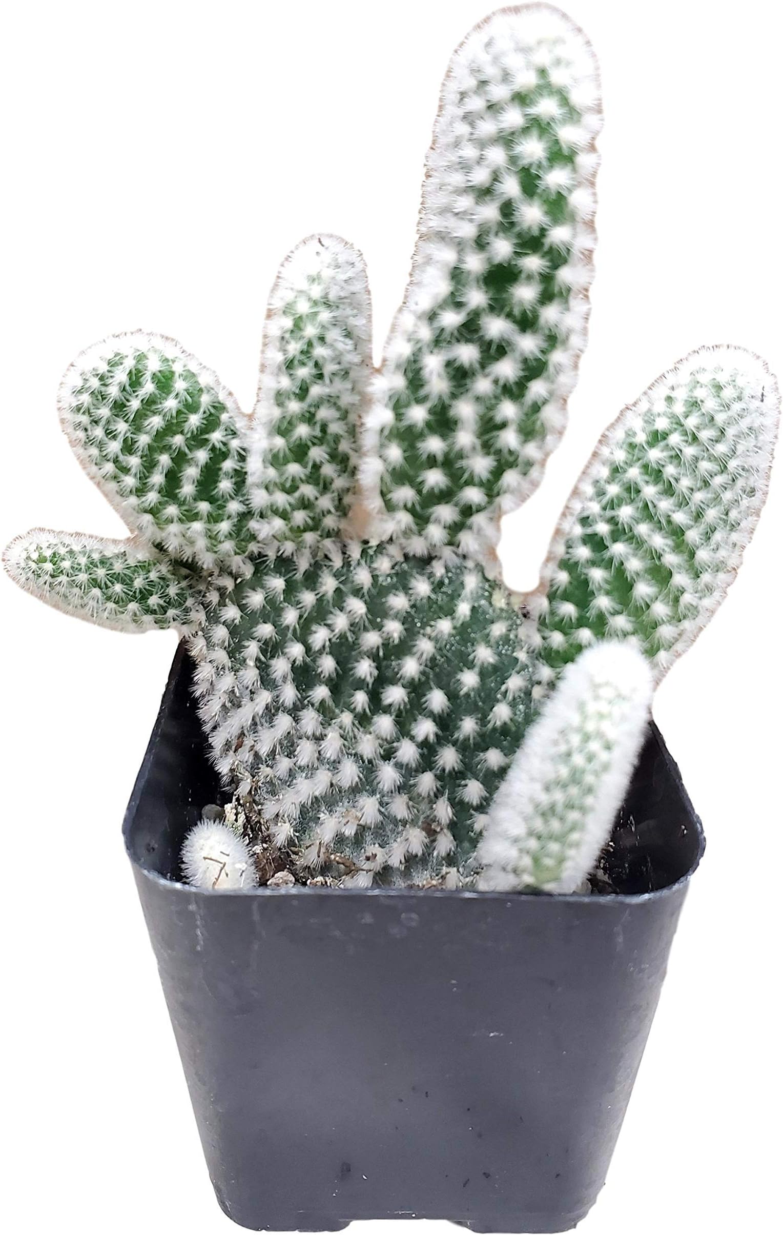 Amazon.com : Fat Plants San Diego Cactus Plants in Gift Box | Rooted in ...
