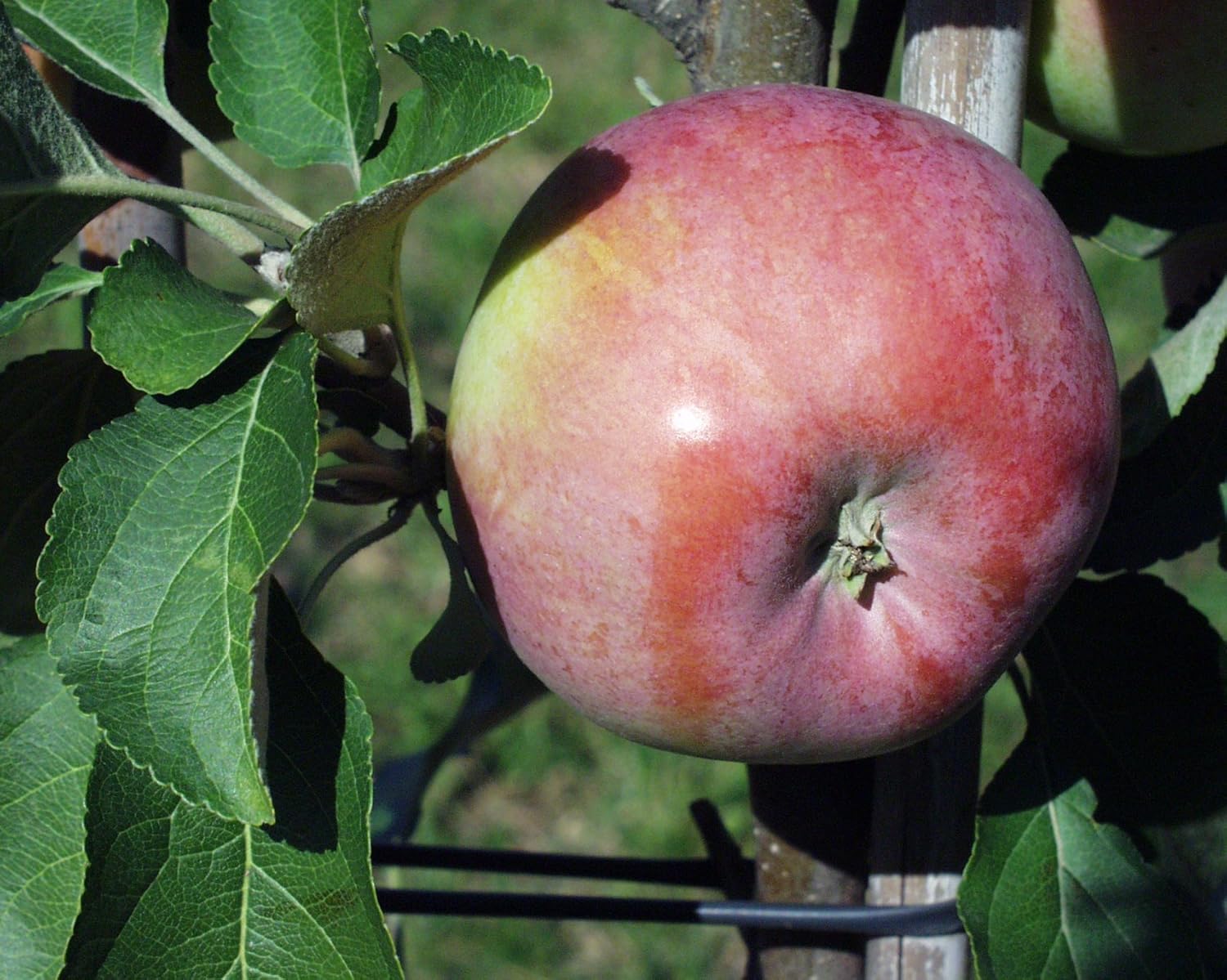 Apfel Carola Busch im 7,5 l Topf, 60 cm Stammhöhe : Amazon.de: Garten