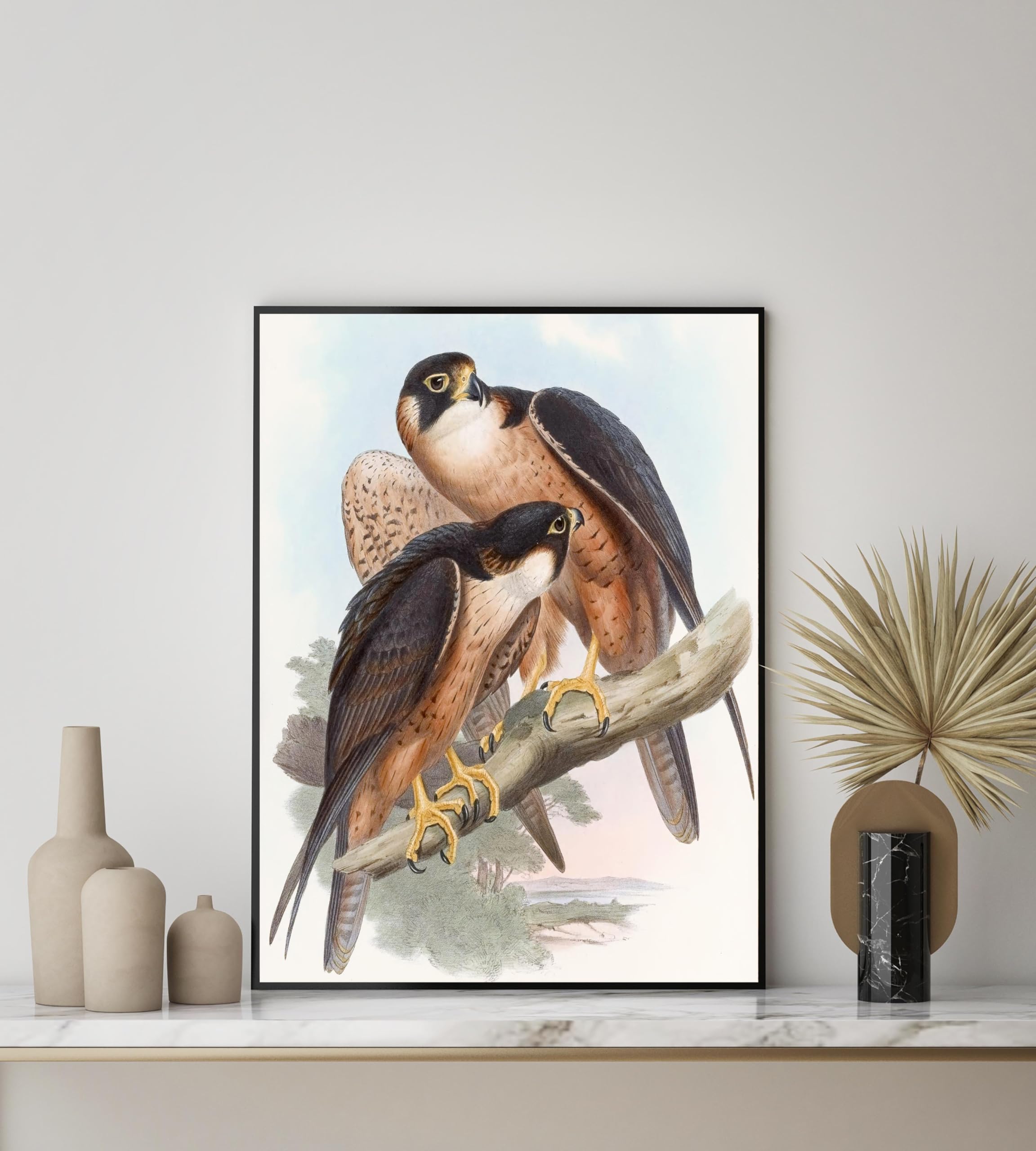 Shaheen Bird Sketch