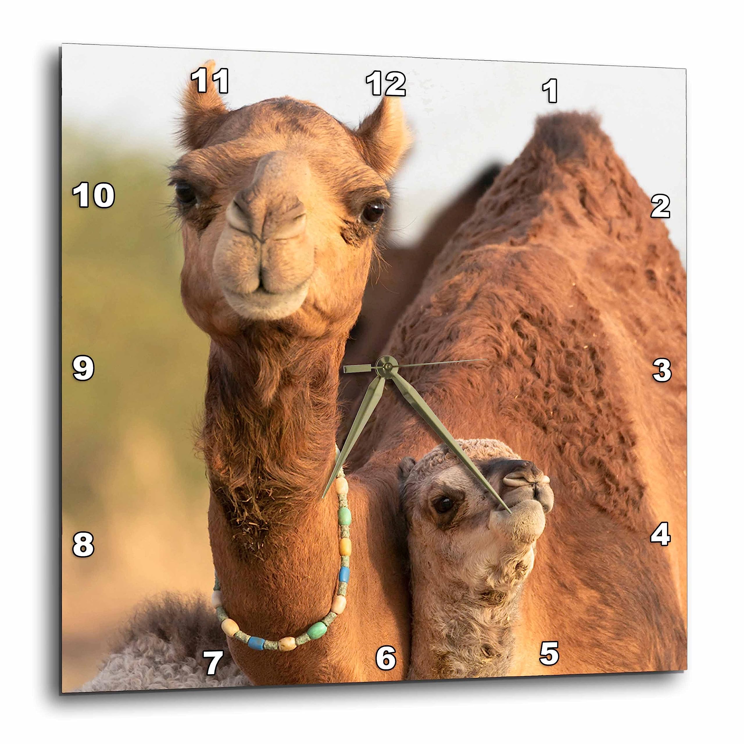 Baby Dromedary Camel