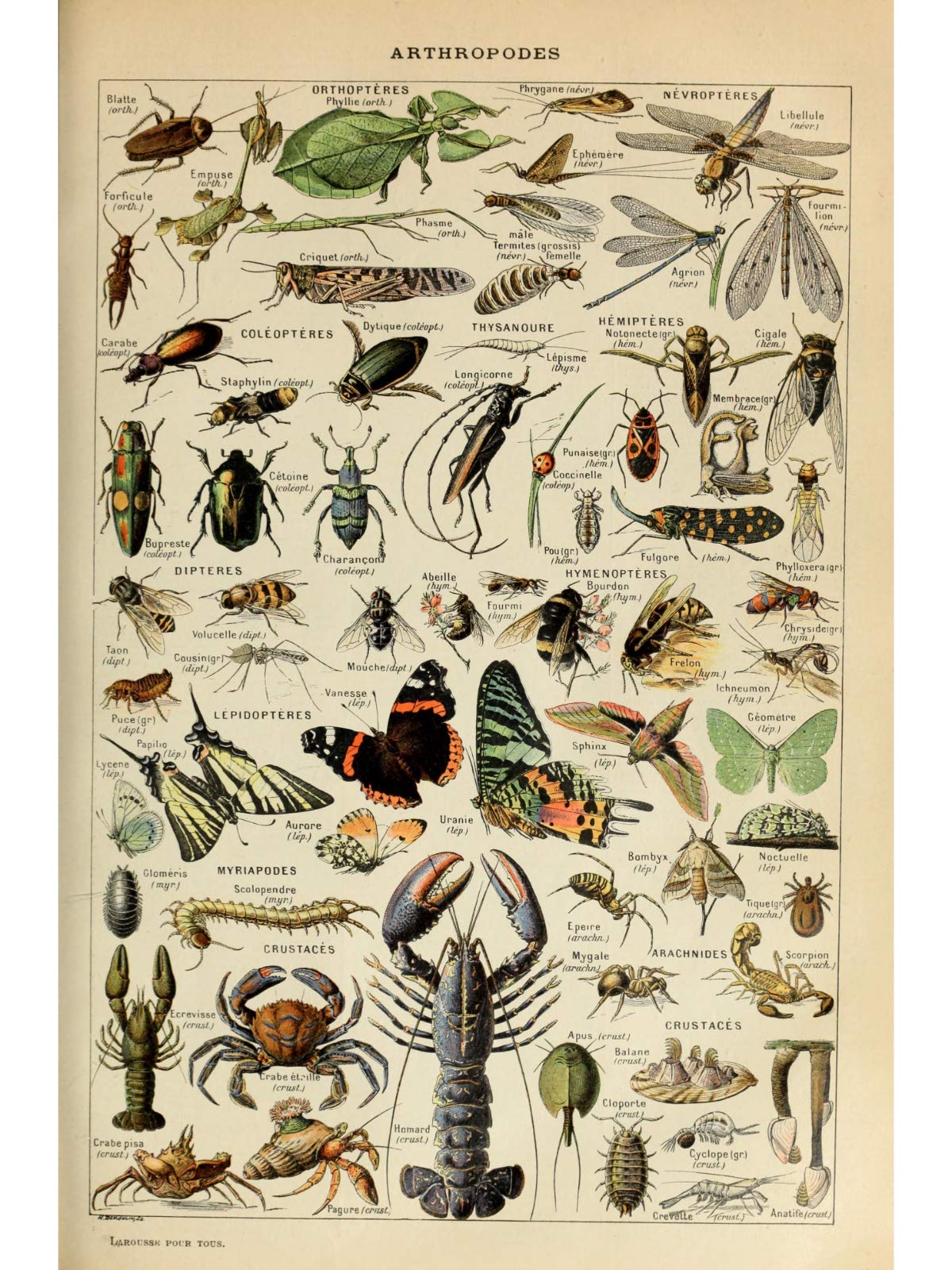 Arthropods Diagram Subphylums Of Arthropoda | Biology For Majors II