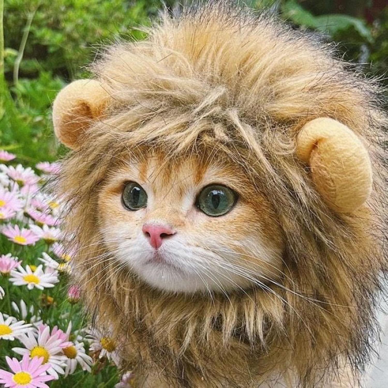 Amazon.com : leasote Cute Cat Lion Mane Costume, Halloween Costume Cat ...