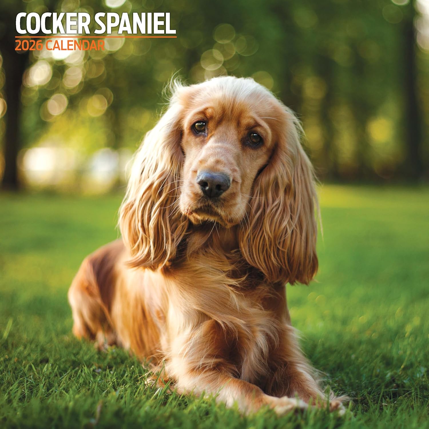 Cocker Spaniel 2026 Traditional Calendar : Amazon.co.uk: Stationery ...