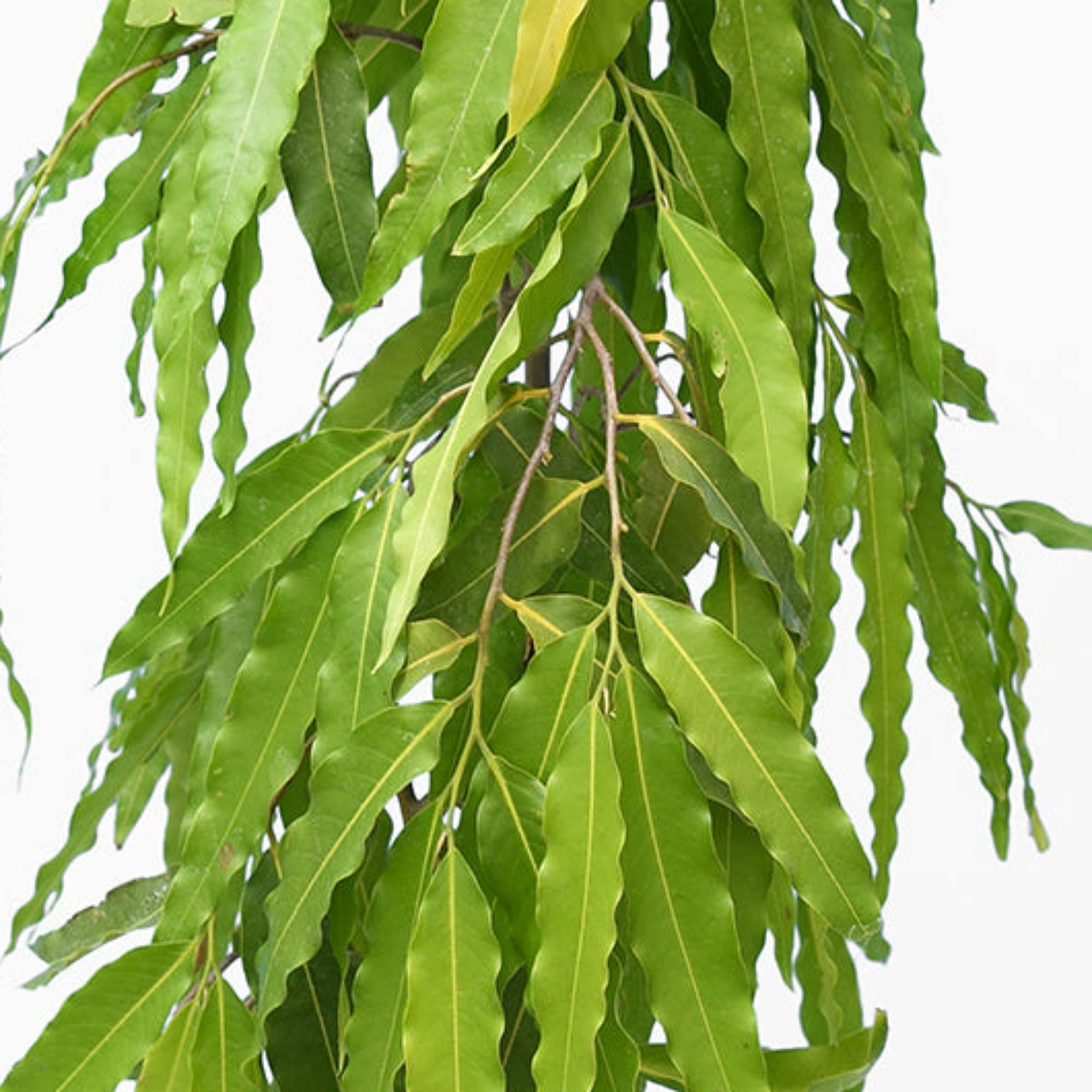 Ashoka Tree Leaves