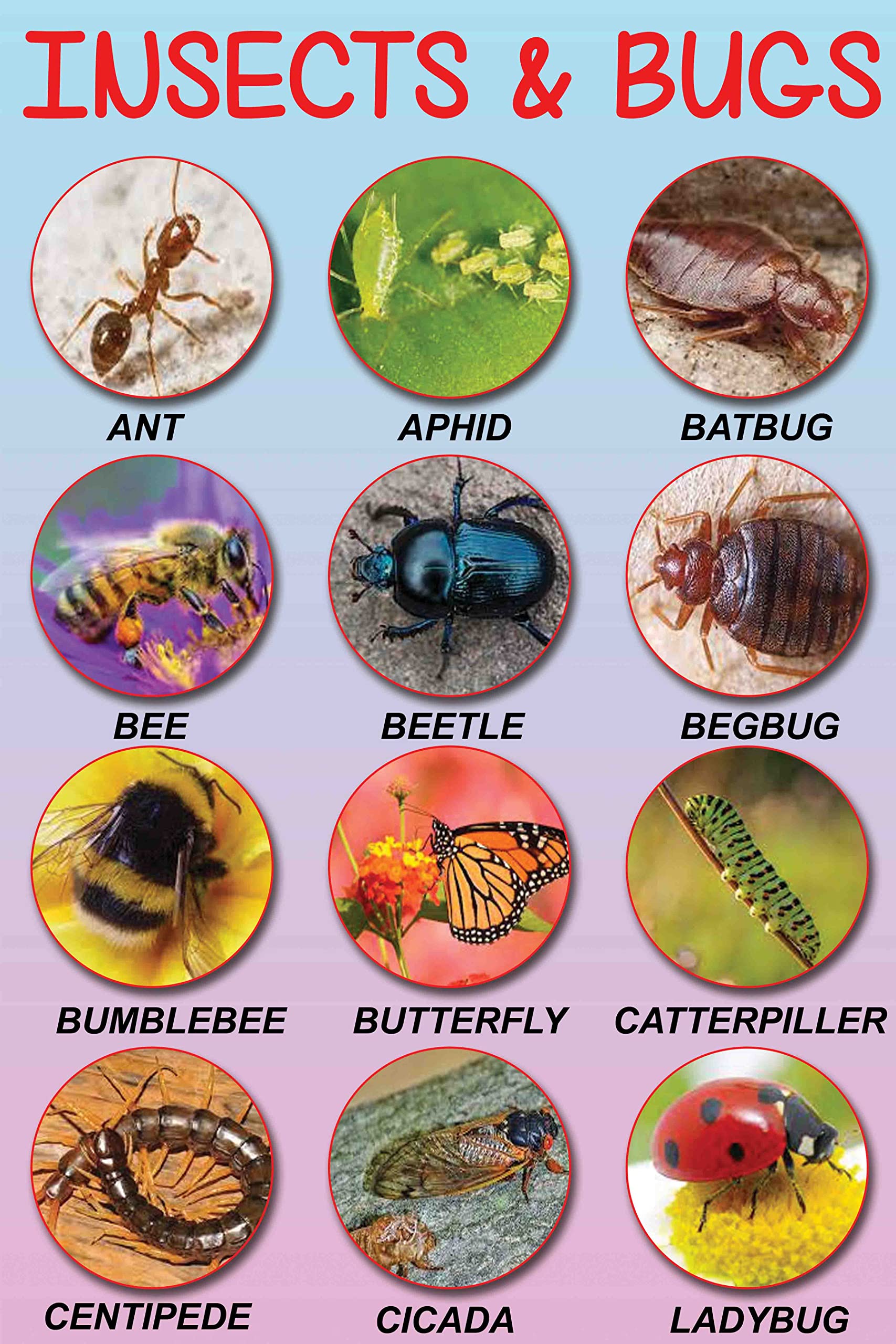 Insects And Bugs Names For Kids
