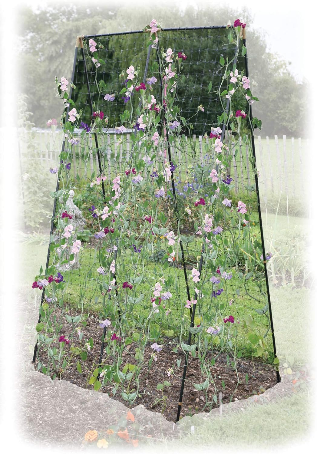 Haxnicks Steel/Sweet Pea/Bean Frame | Strong Plant Support | Climbing ...