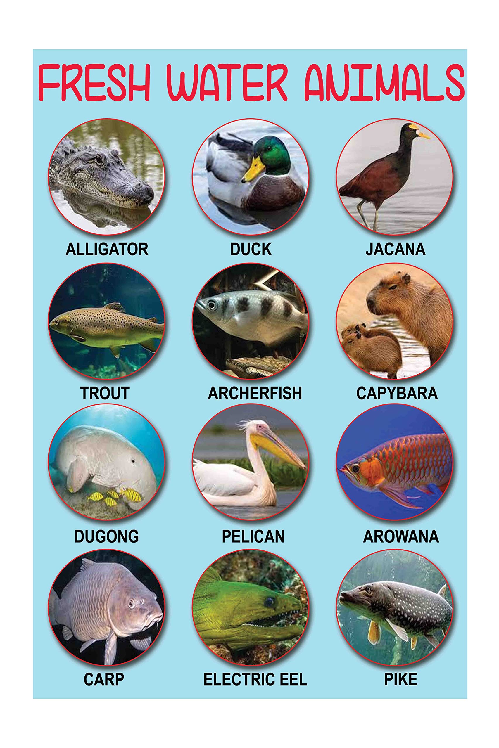 What Are Water Animals Name
