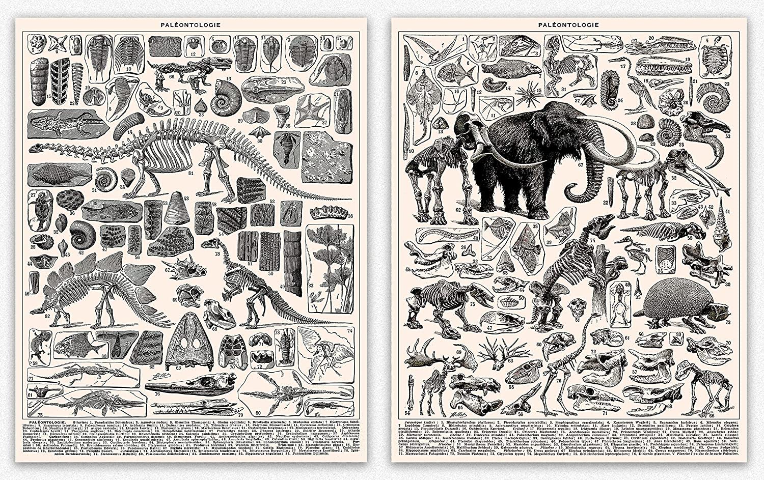 Amazon.com: Paleontology Bones Posters for Room Aesthetic | Set of 2 ...