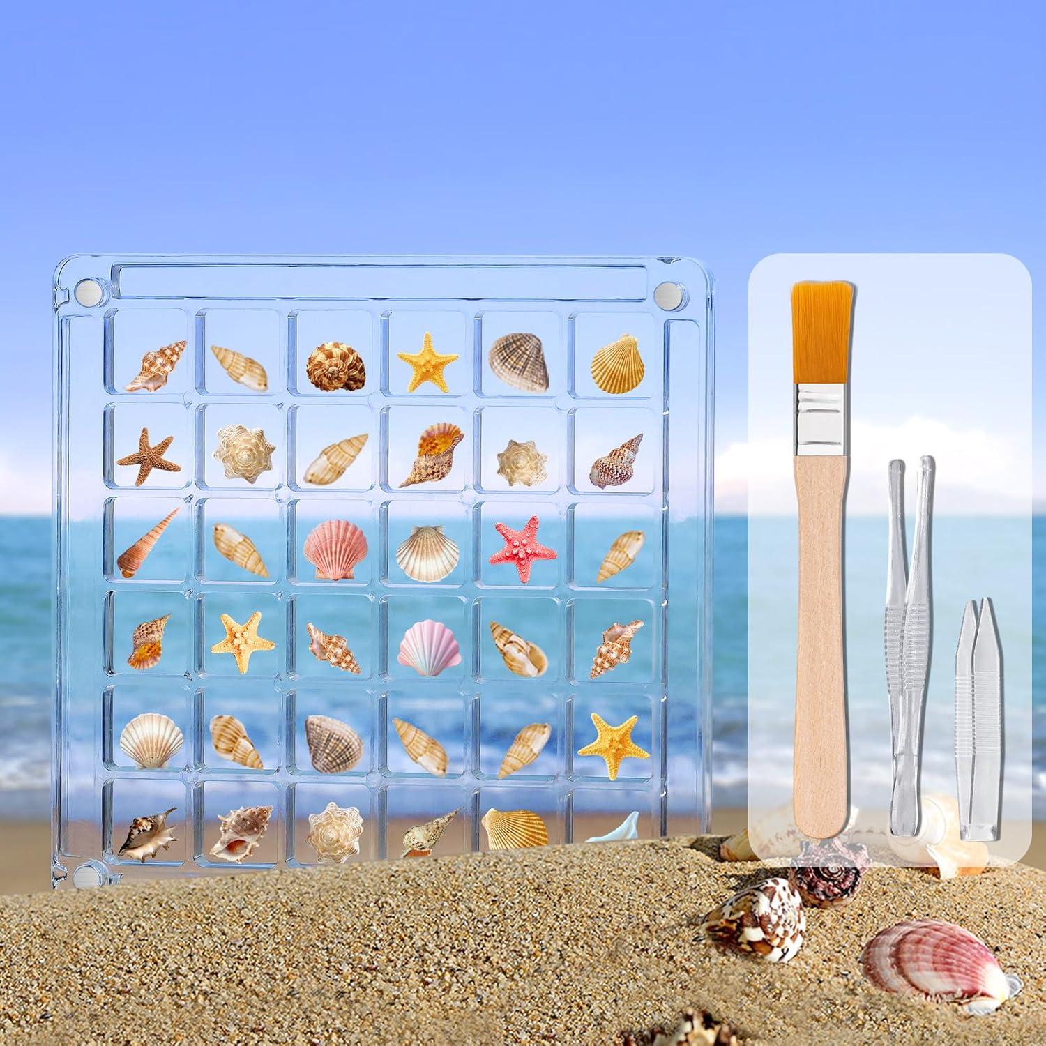 Amazon.com: Acrylic Magnetic Seashell Display Box - 36 Grids ...