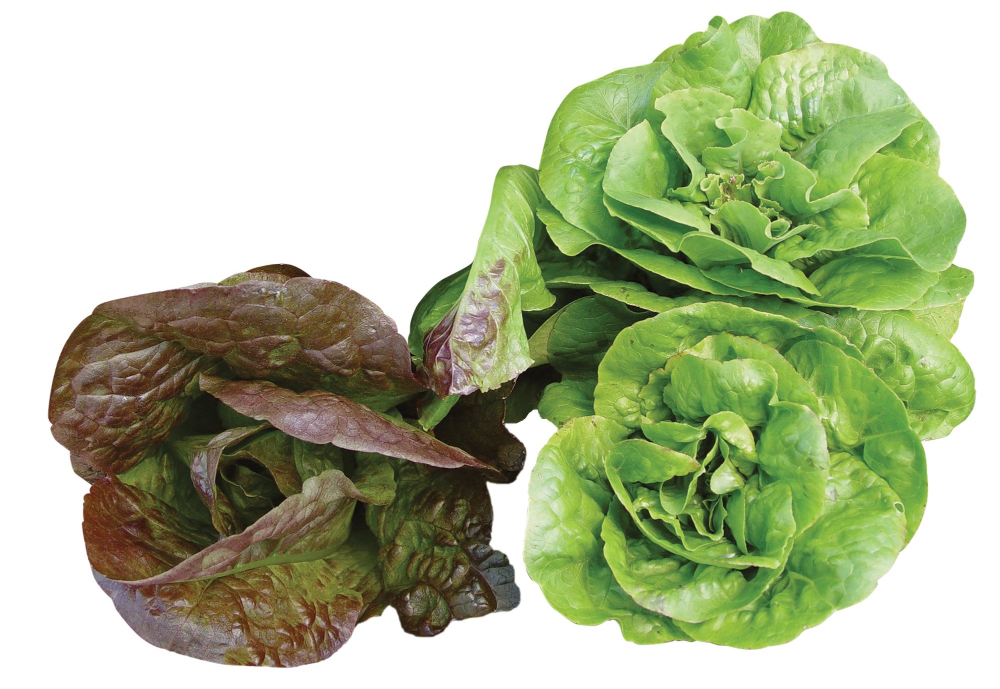 Amazon.com : Burpee Bibb Blend Lettuce Seeds 500 seeds : Patio, Lawn ...