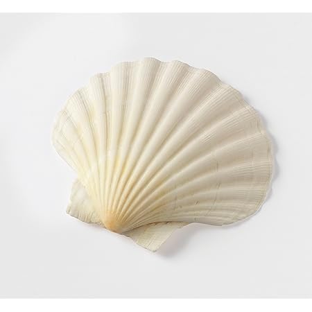 Amazon.com: Maine Man Baking Shells, 4 Inch, Set of 4, Natural Seashell ...