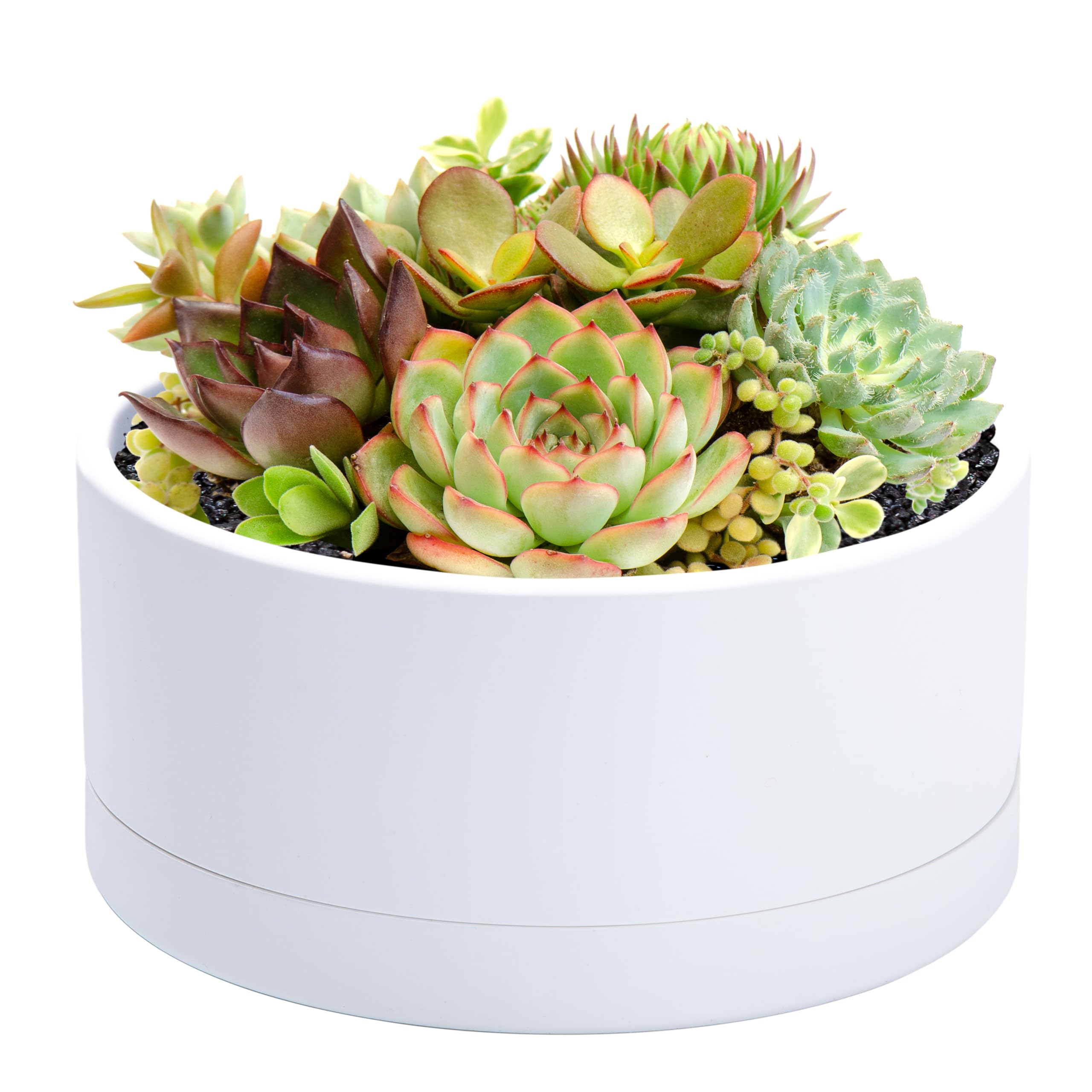 Amazon.com : D'vine Dev 8 Inch Plastic Shallow Planter, Large Round ...
