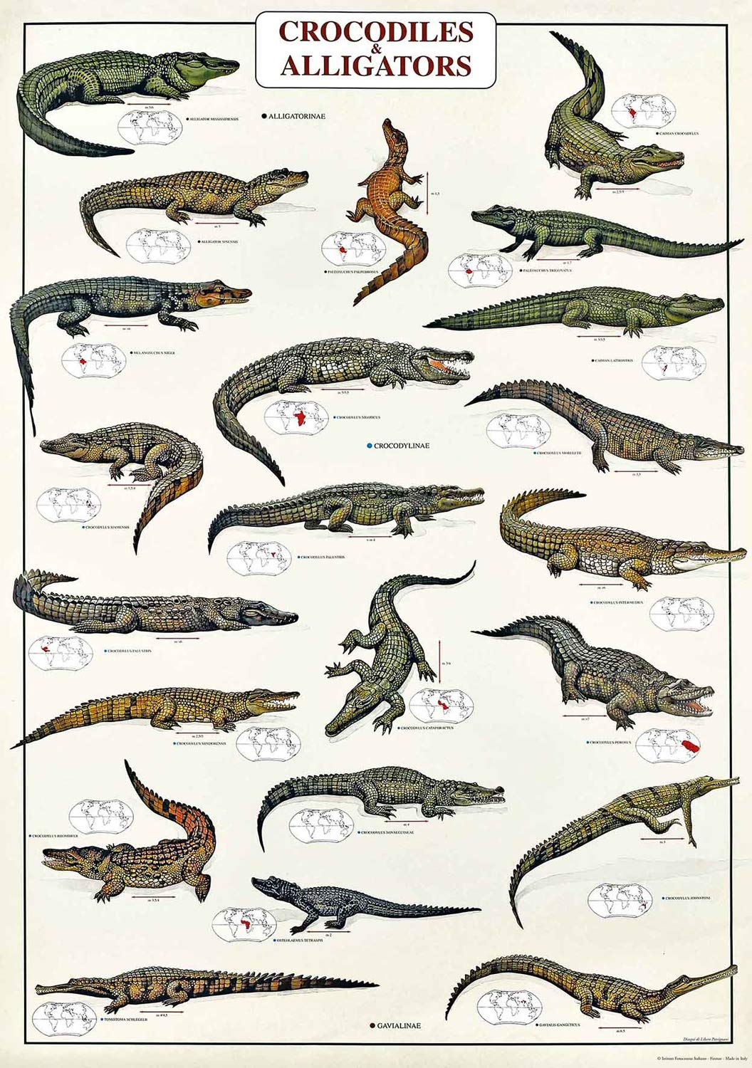 Types Of Alligators And Crocodiles